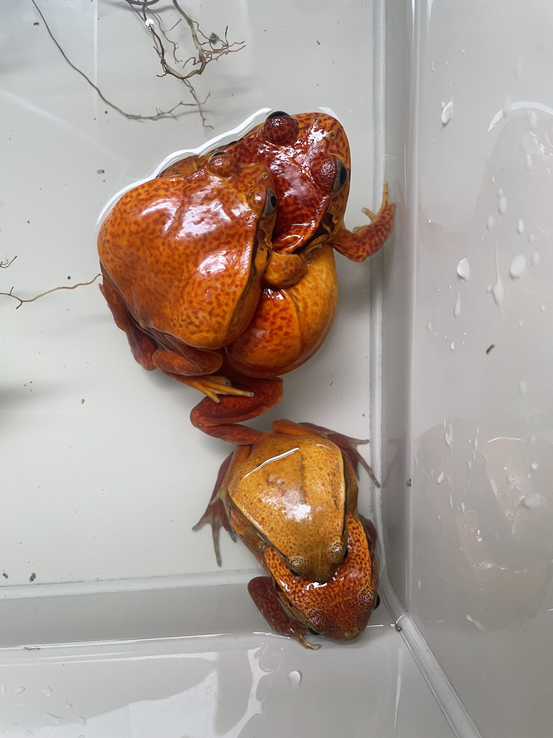 Captive Breeding Tomato Frogs (Dyscophus sp.) | EK magazine