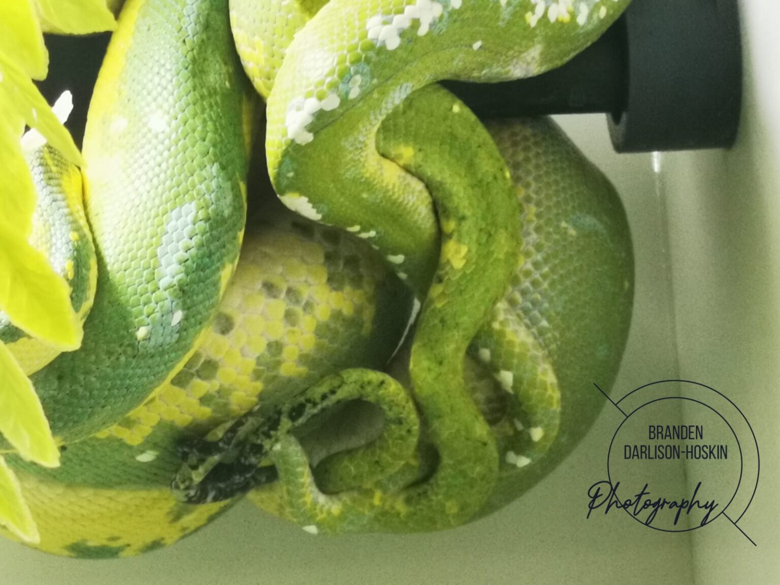 Breeding Green Tree Pythons in Captivity | EK Magazine