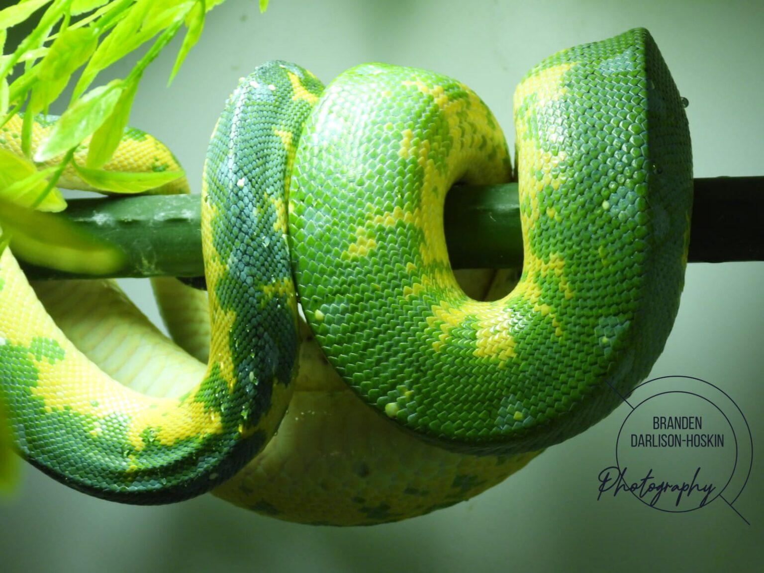 Breeding Green Tree Pythons in Captivity | EK Magazine
