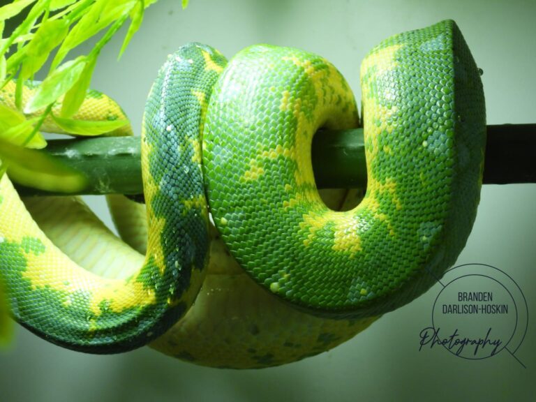 Breeding Green Tree Pythons in Captivity | EK Magazine