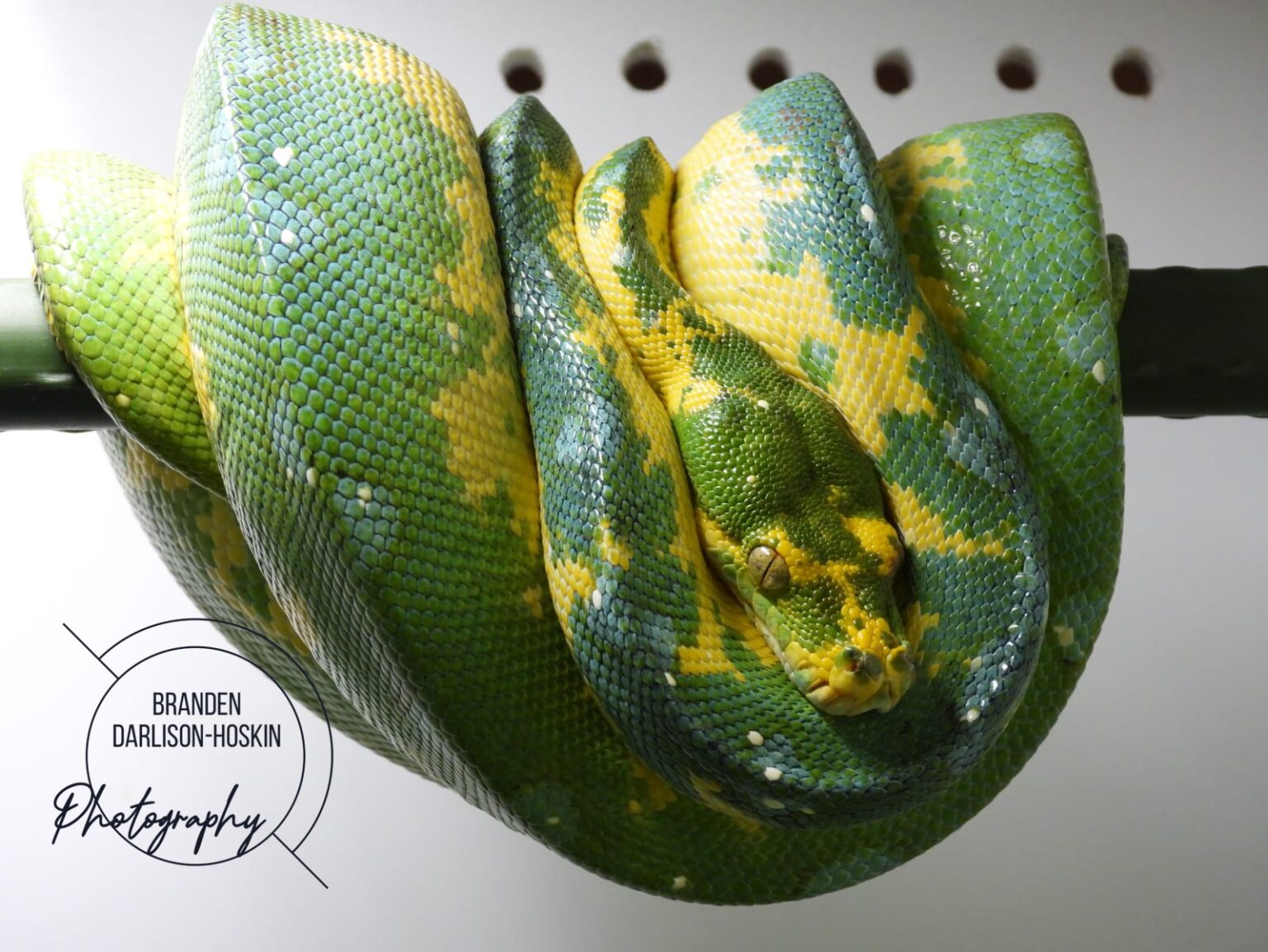 Breeding Green Tree Pythons in Captivity | EK Magazine