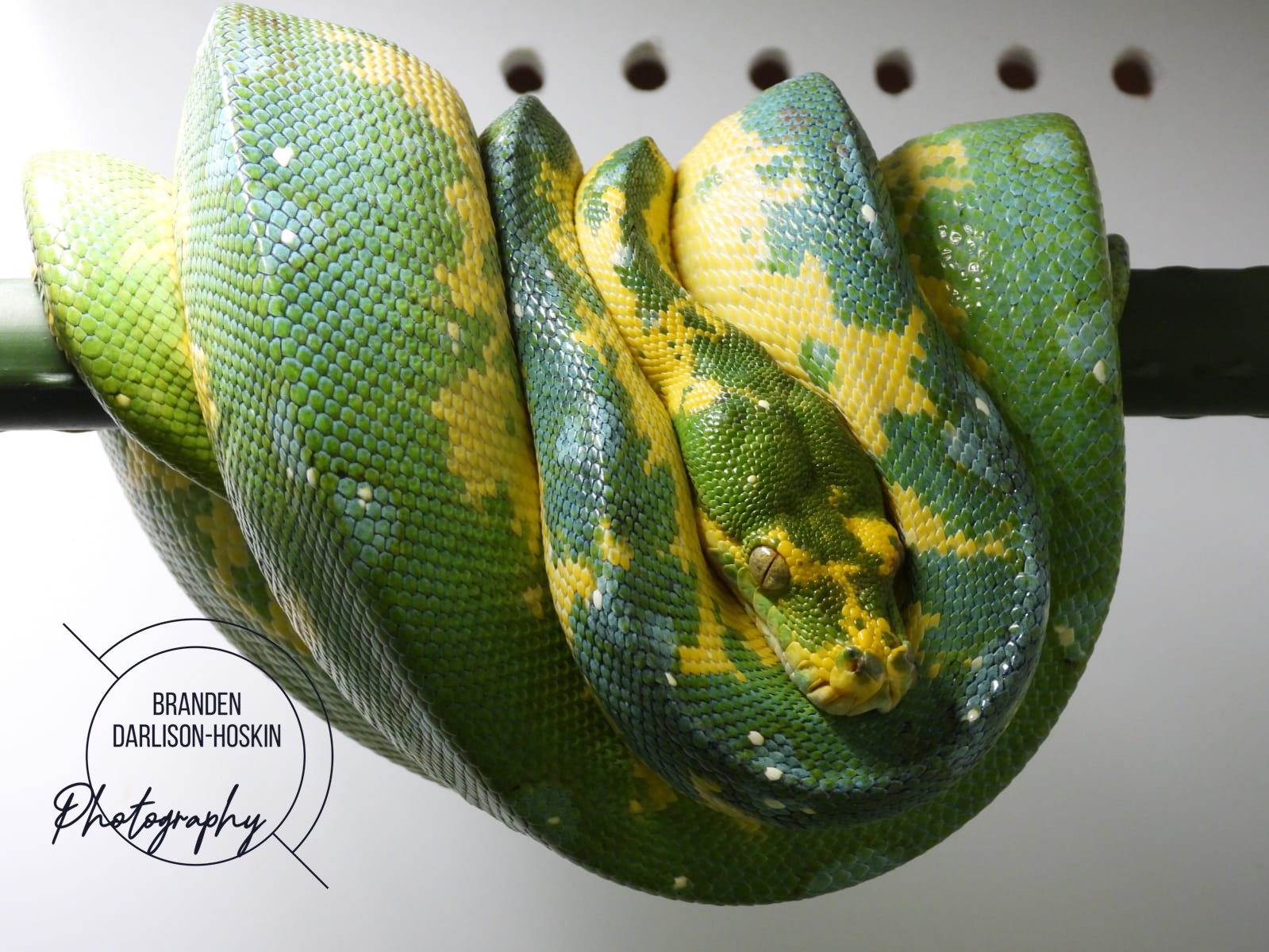 Breeding Green Tree Pythons in Captivity | Exotics Keeper Magazine