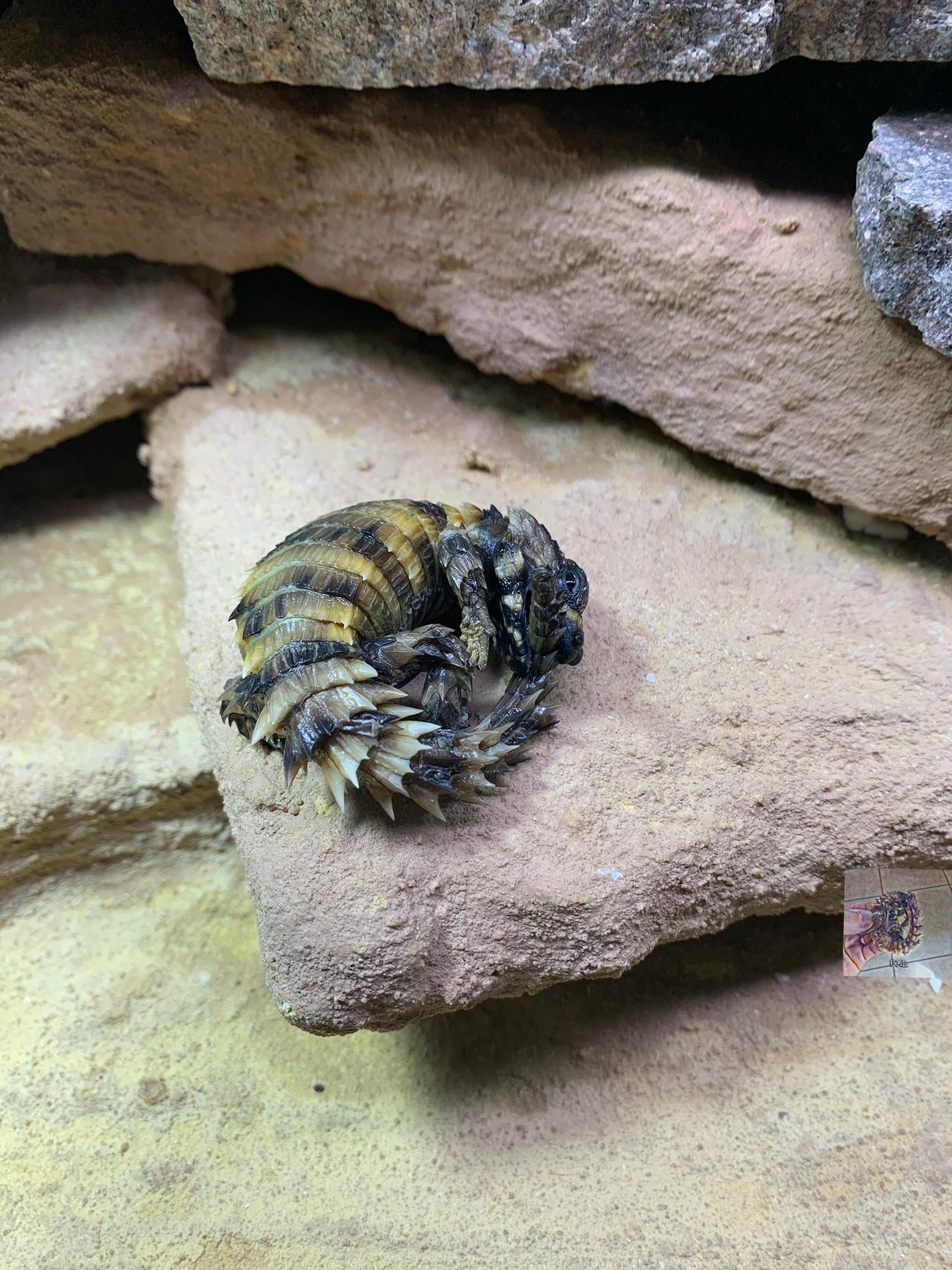 Captive Breeding and Husbandry of the Armadillo Girdled Lizard ...
