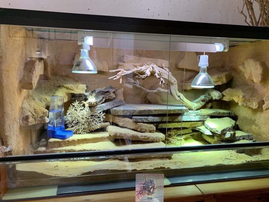 Captive Breeding and Husbandry of the Armadillo Girdled Lizard ...