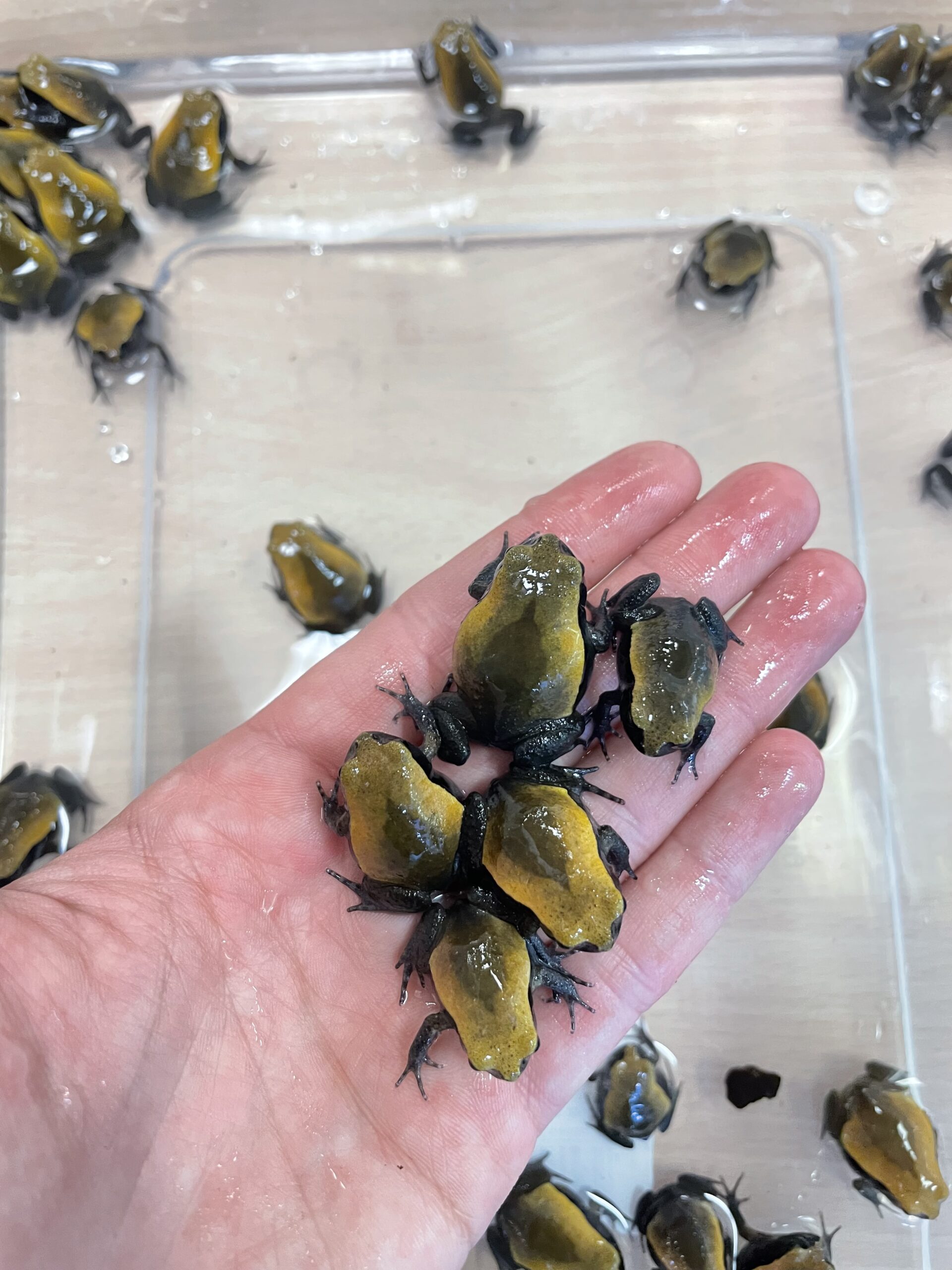 Captive Breeding Tomato Frogs (Dyscophus sp.) | EK magazine