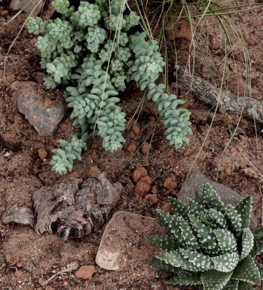 The Best Plants for a Bioactive Desert Terrarium Setup
