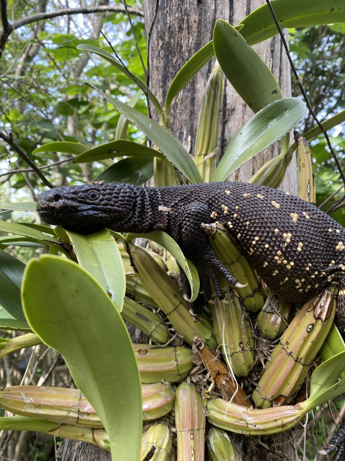 Conservation and Captive Breeding of Guatemalan Beaded Lizards