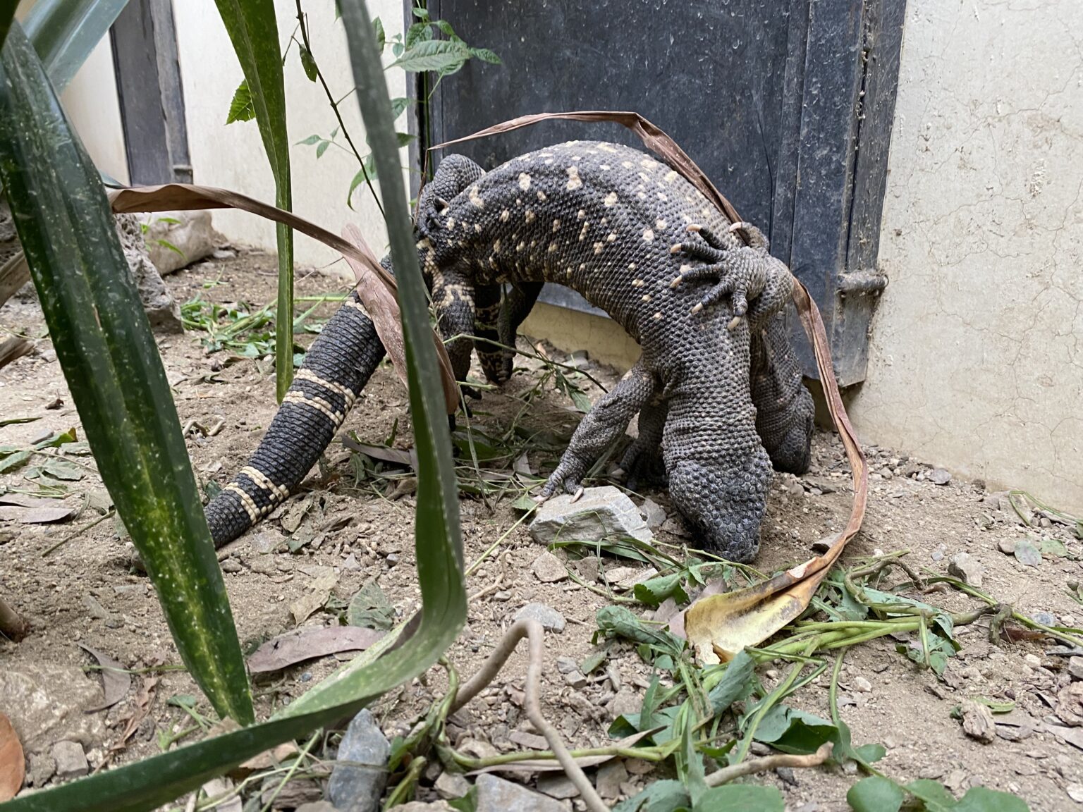Conservation and Captive Breeding Guatemalan Beaded Lizards | Exotics ...