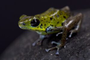 The Strawberry Poison Dart Frog of Bocas del Toro, Panama