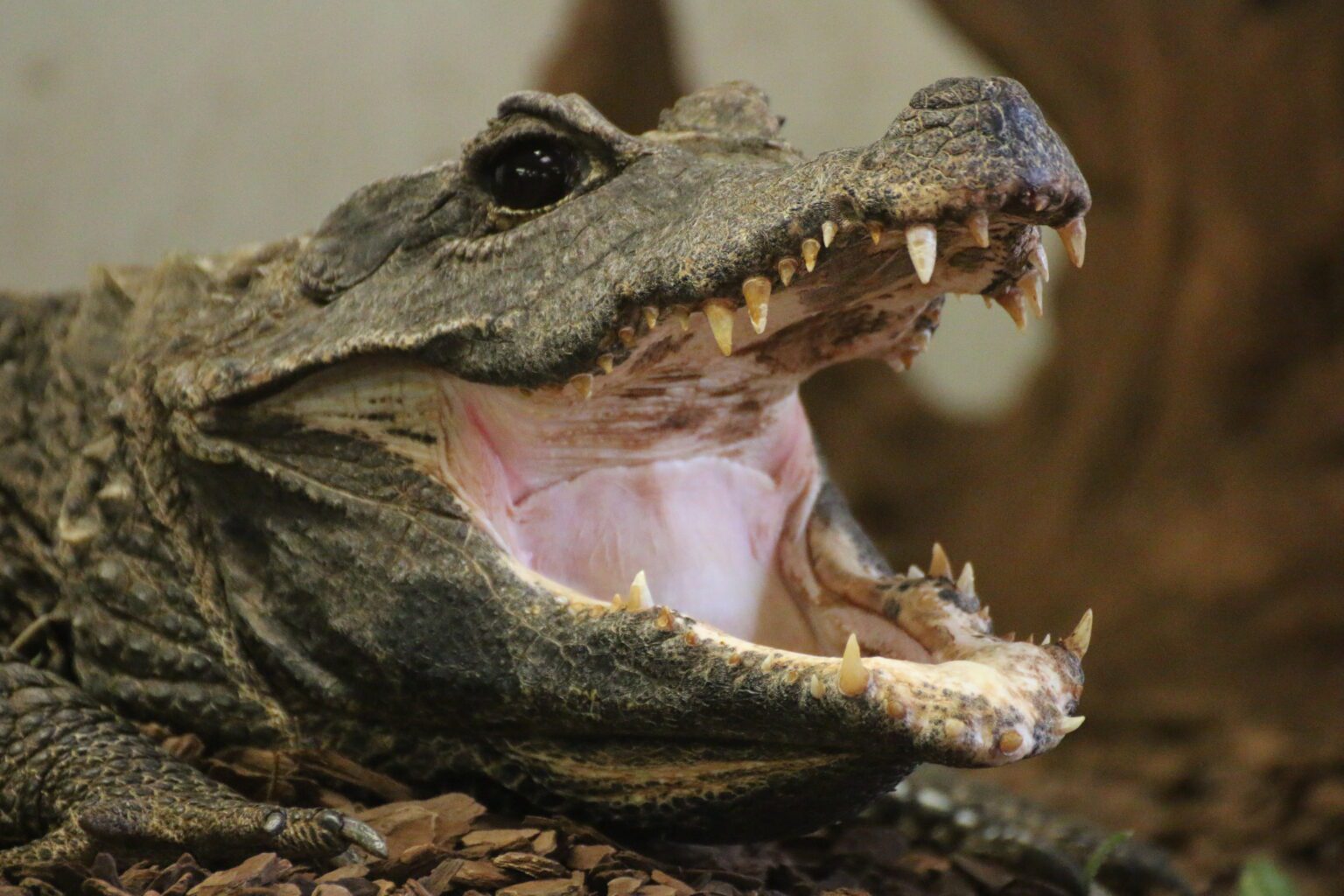 Breeding the Dwarf Crocodile in Captivity | EK Magazine