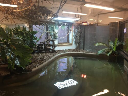 Breeding the Dwarf Crocodile in Captivity | EK Magazine