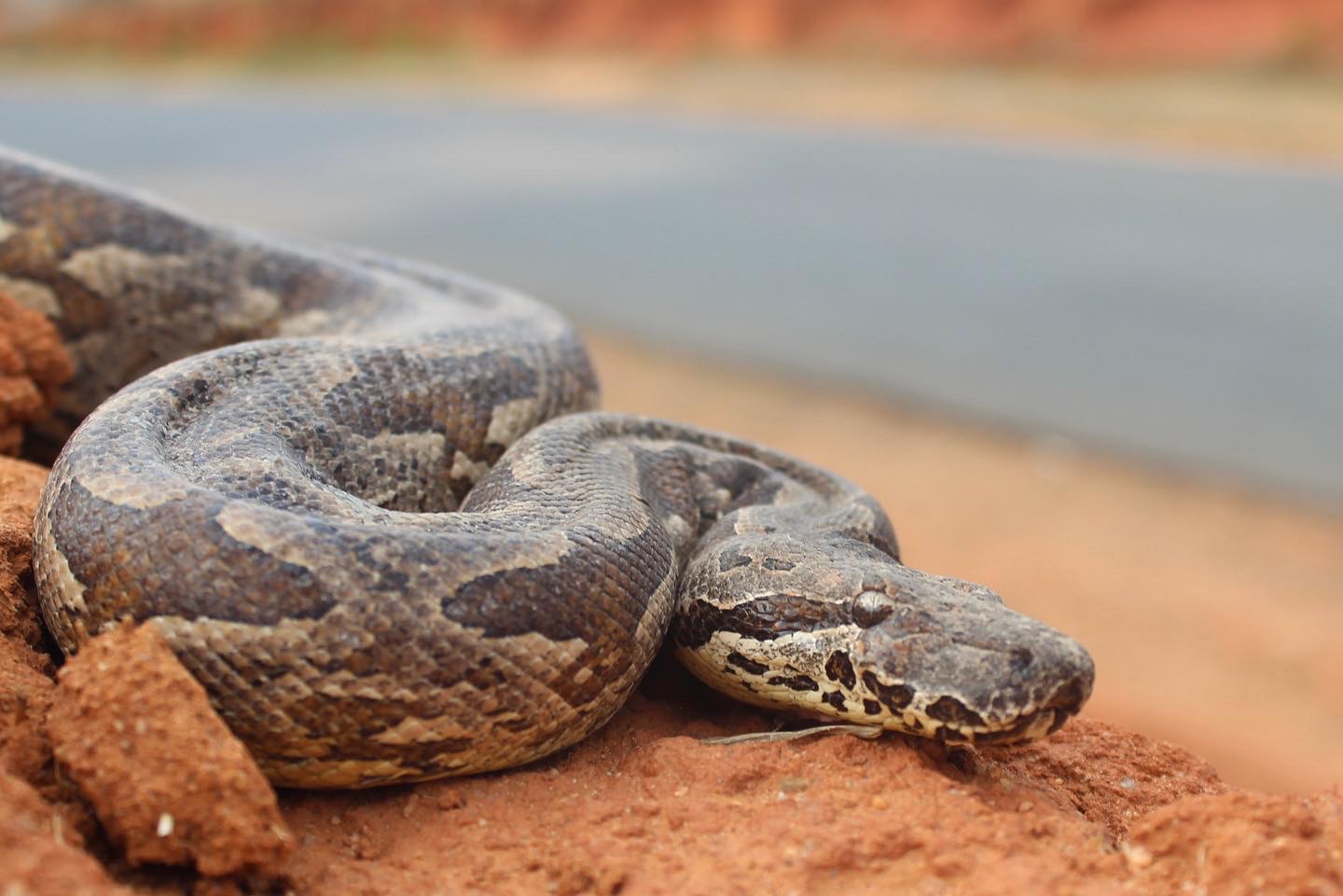 Dumeril's Boas in the Wild and Notes on Captive Care