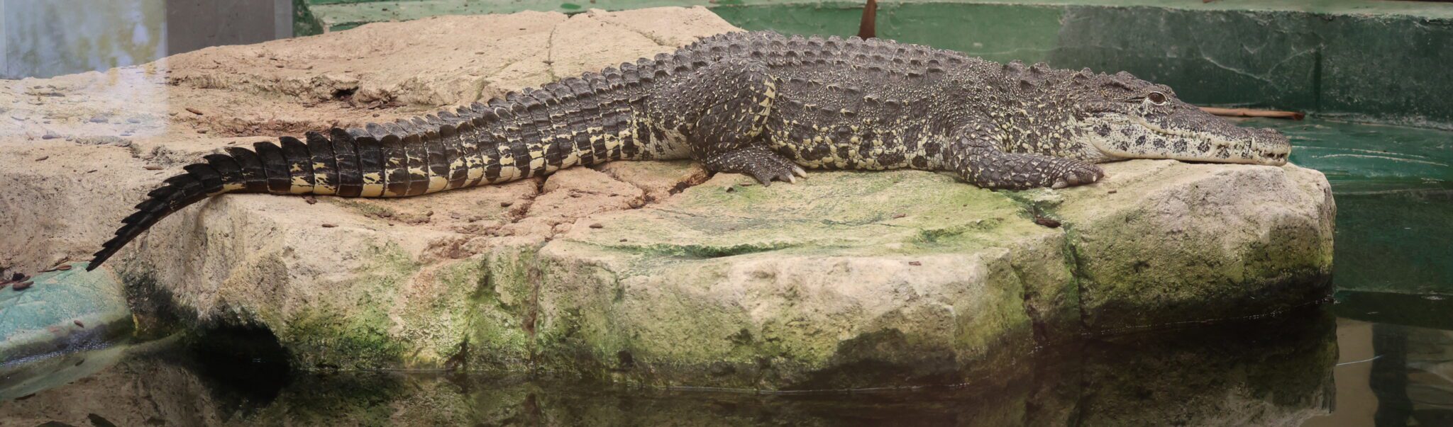 Cuban Crocodile - Fast, Curious and Misunderstood | EK Magazine