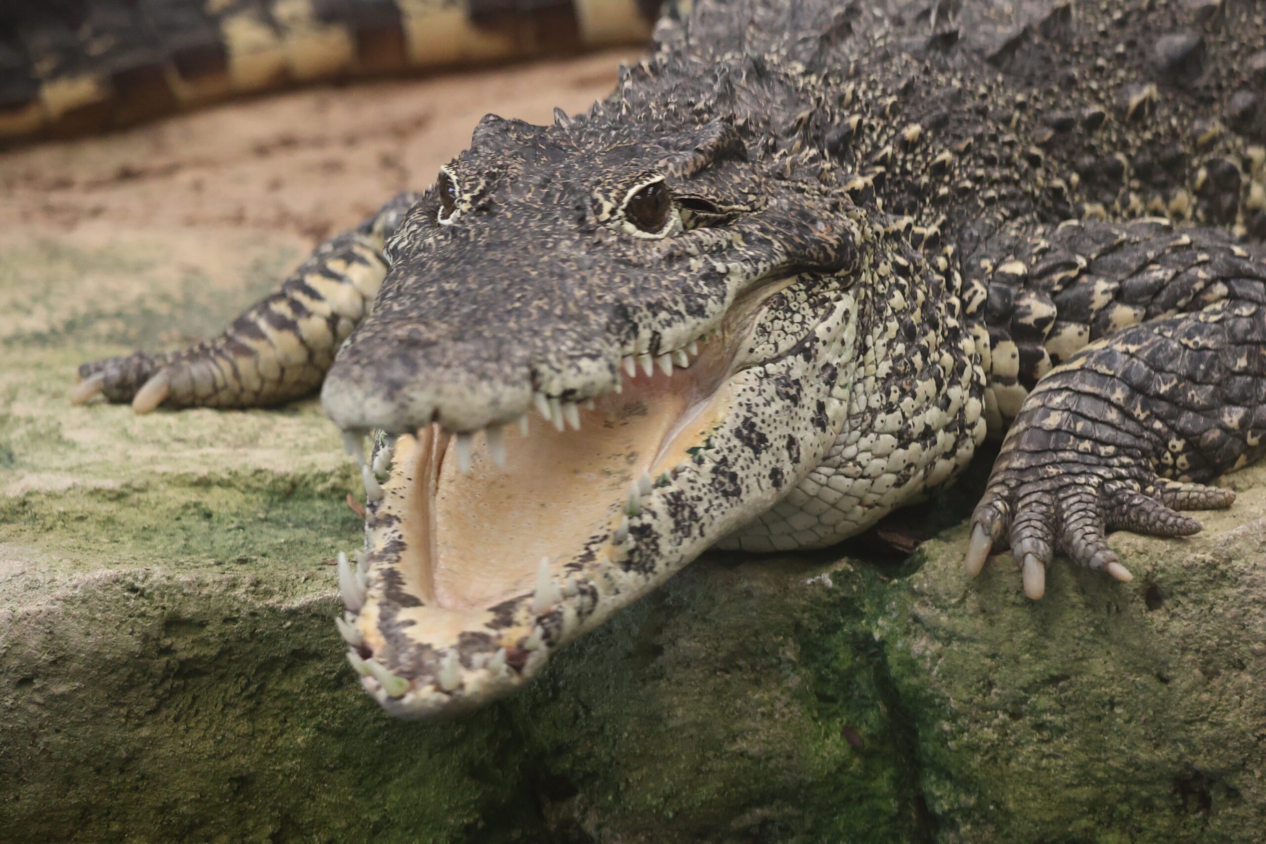 Cuban Crocodile - Fast, Curious and Misunderstood | EK Magazine