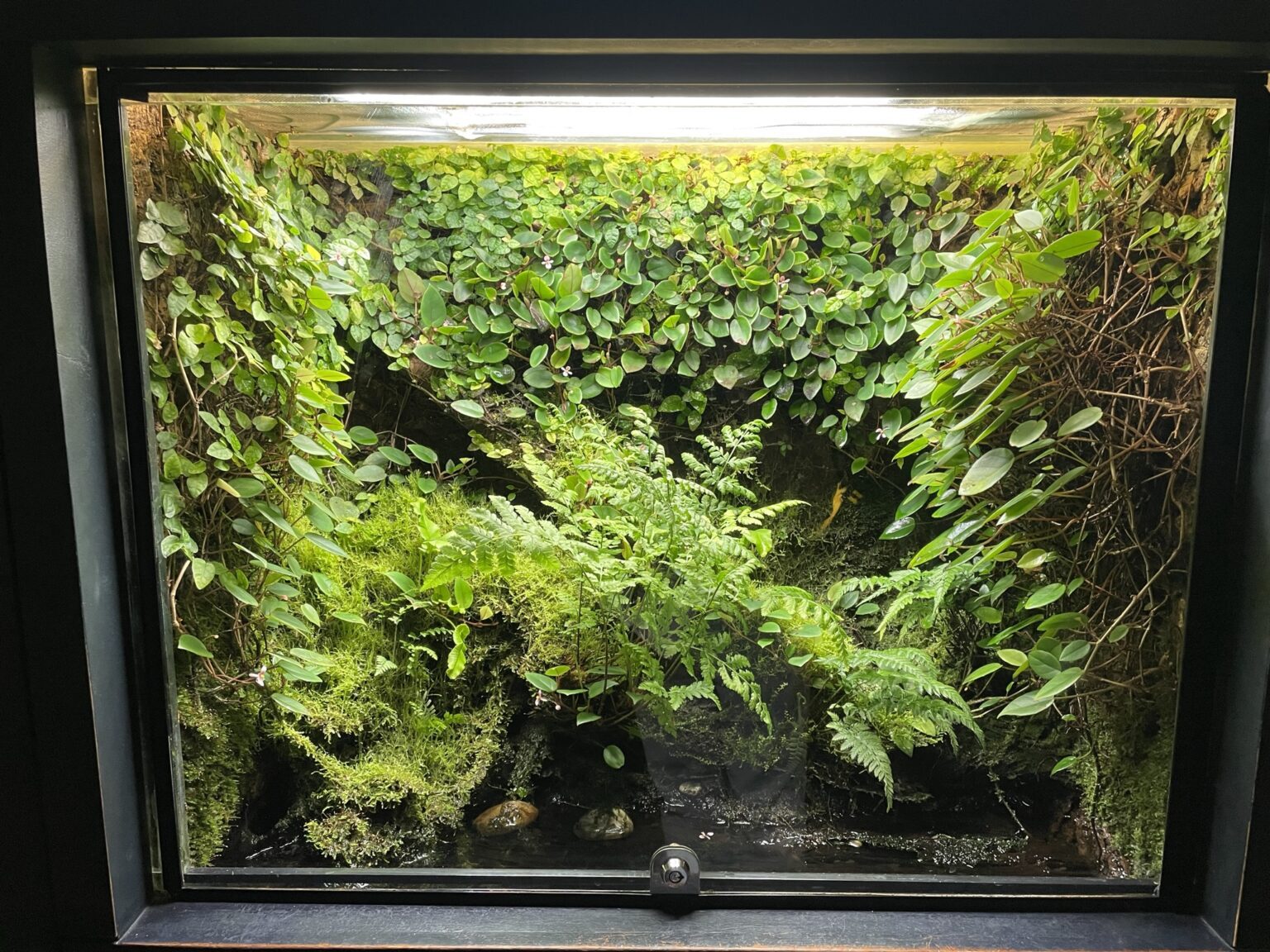 Amphibian Conservation at Manchester Museum | EK Magazine
