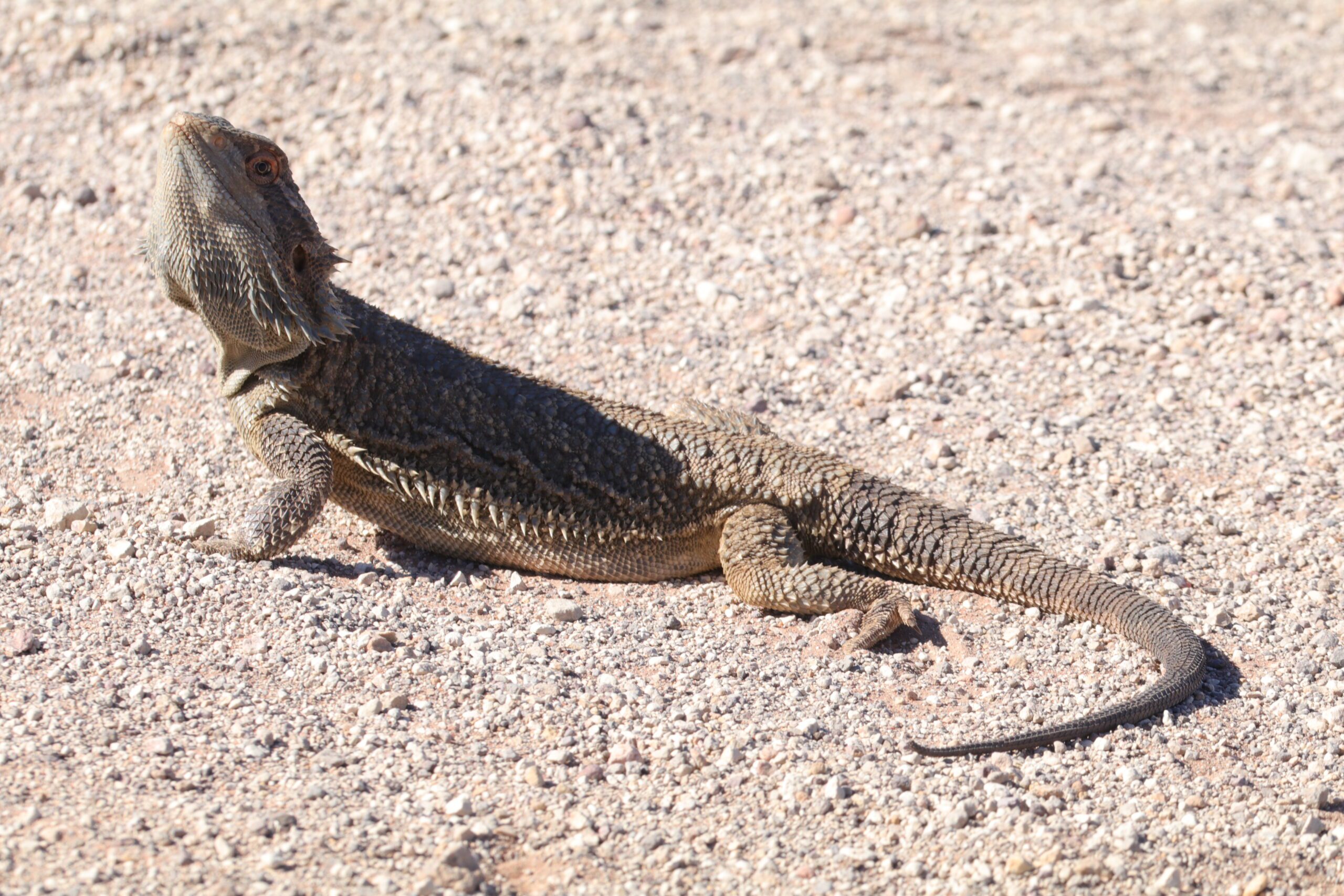 Expedition Bearded Dragon: Trip Report | Exotics Keeper Magazine