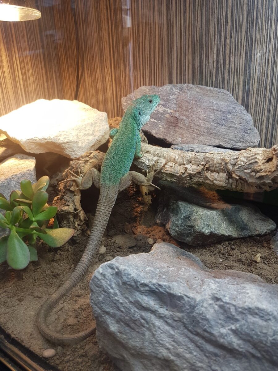 Moroccan Eyed Lizard Captive Breeding and Husbandry | EK Magazine