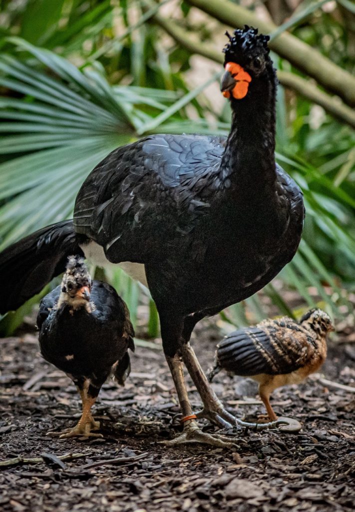 Hatching hope: captive breeding supports one of the world’s rarest ...