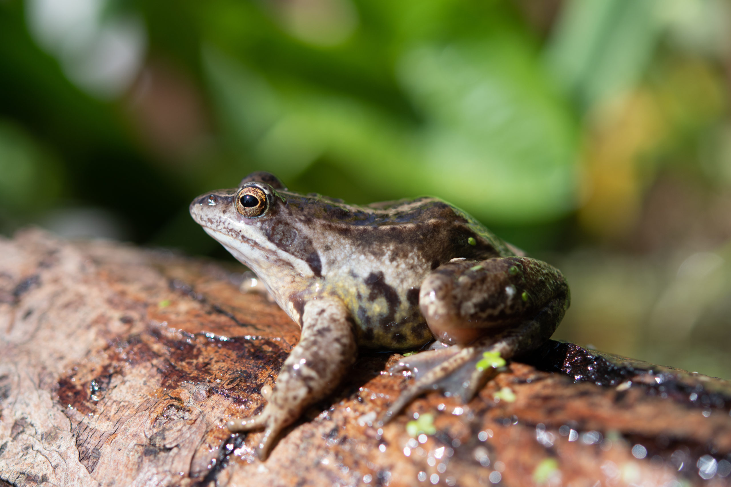 Celtic Reptile & Amphibian | Exotics Keeper Magazine