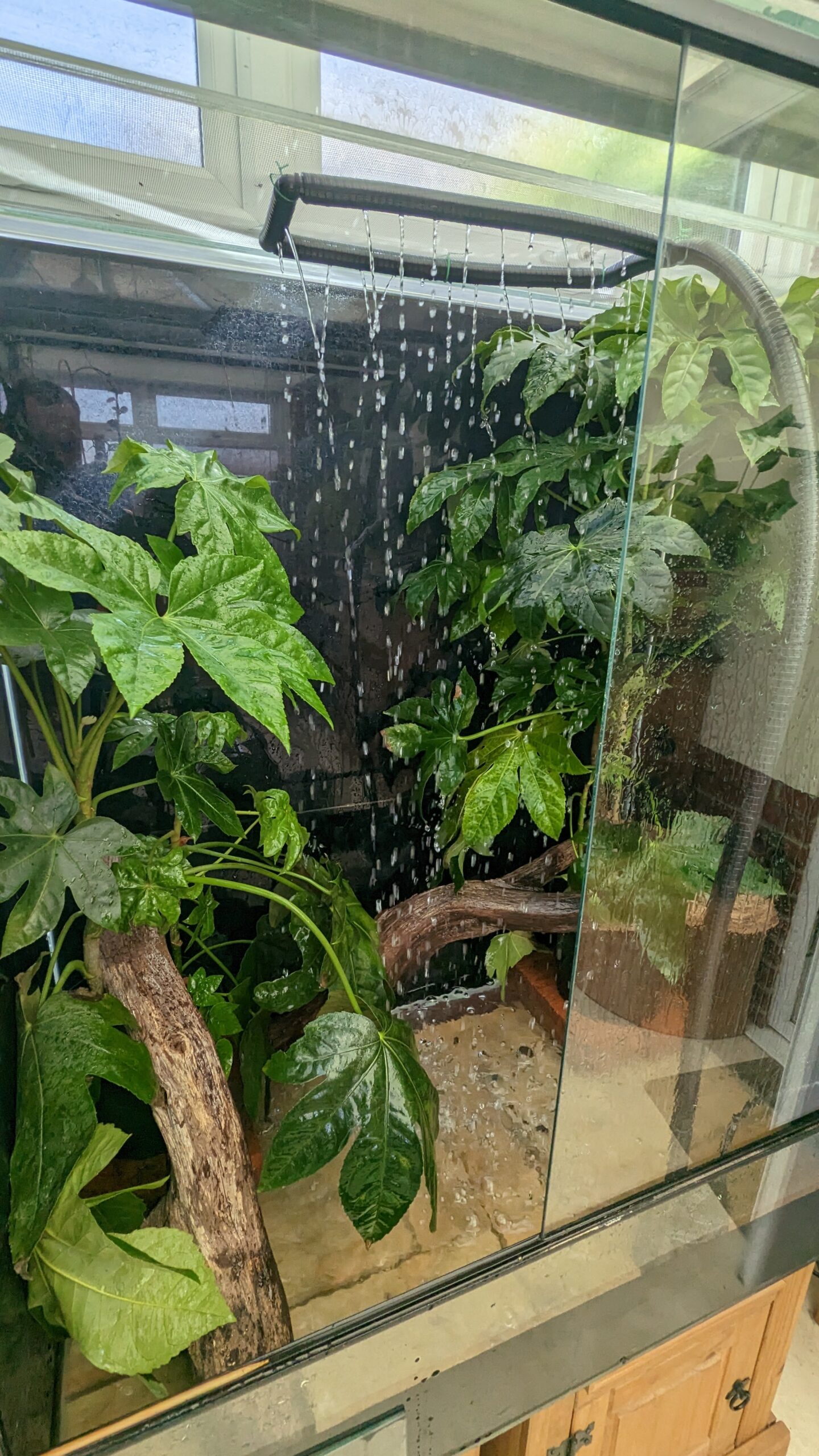 Breeding Japanese Flying Frogs in Captivity | Exotics Keeper Magazine