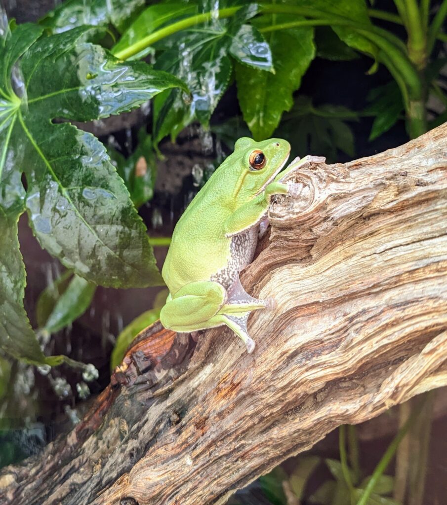 Breeding Japanese Flying Frogs in Captivity | EK Magazine