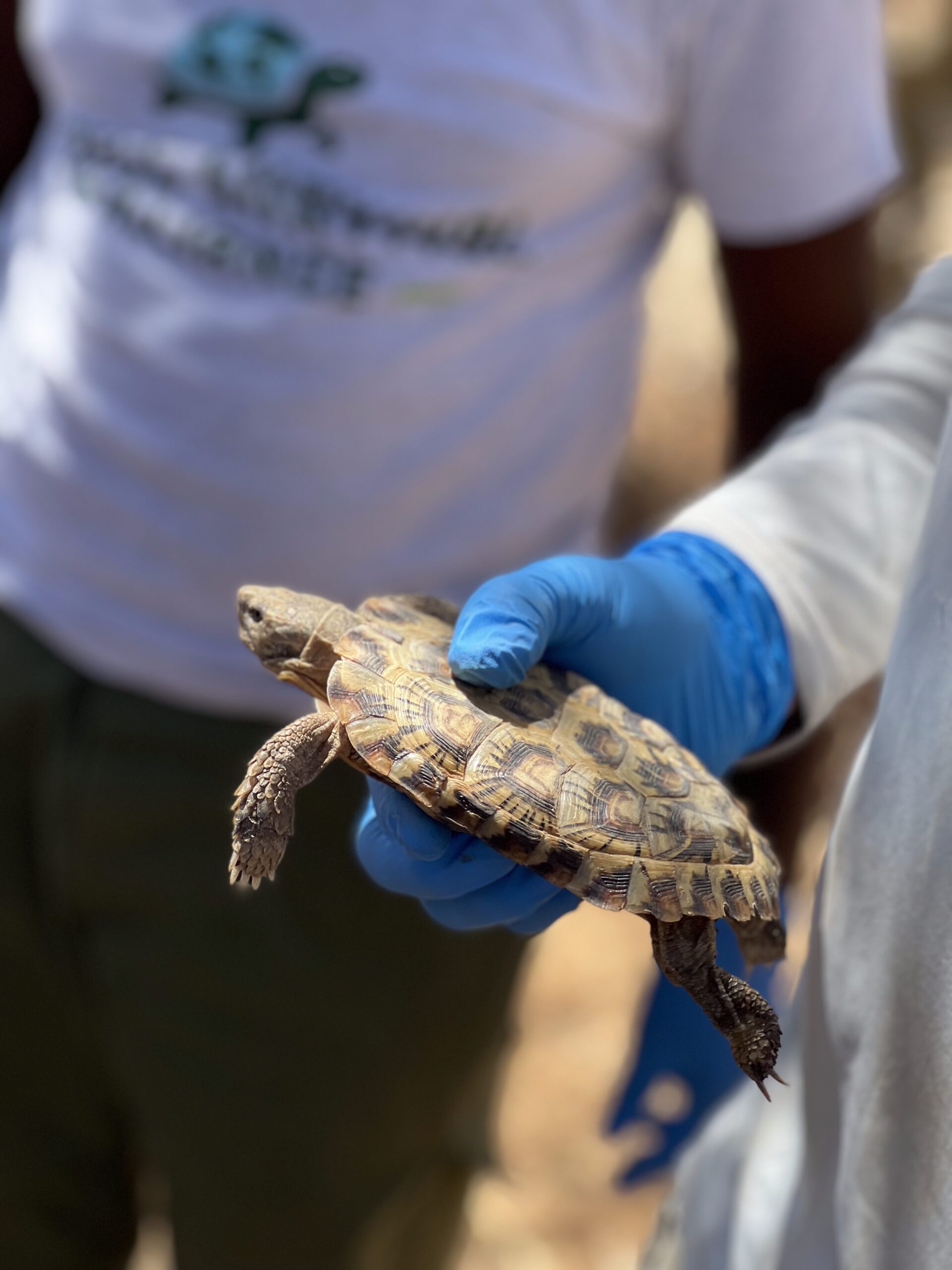 Conservation in Kenya: Recovery for the Pancake Tortoise