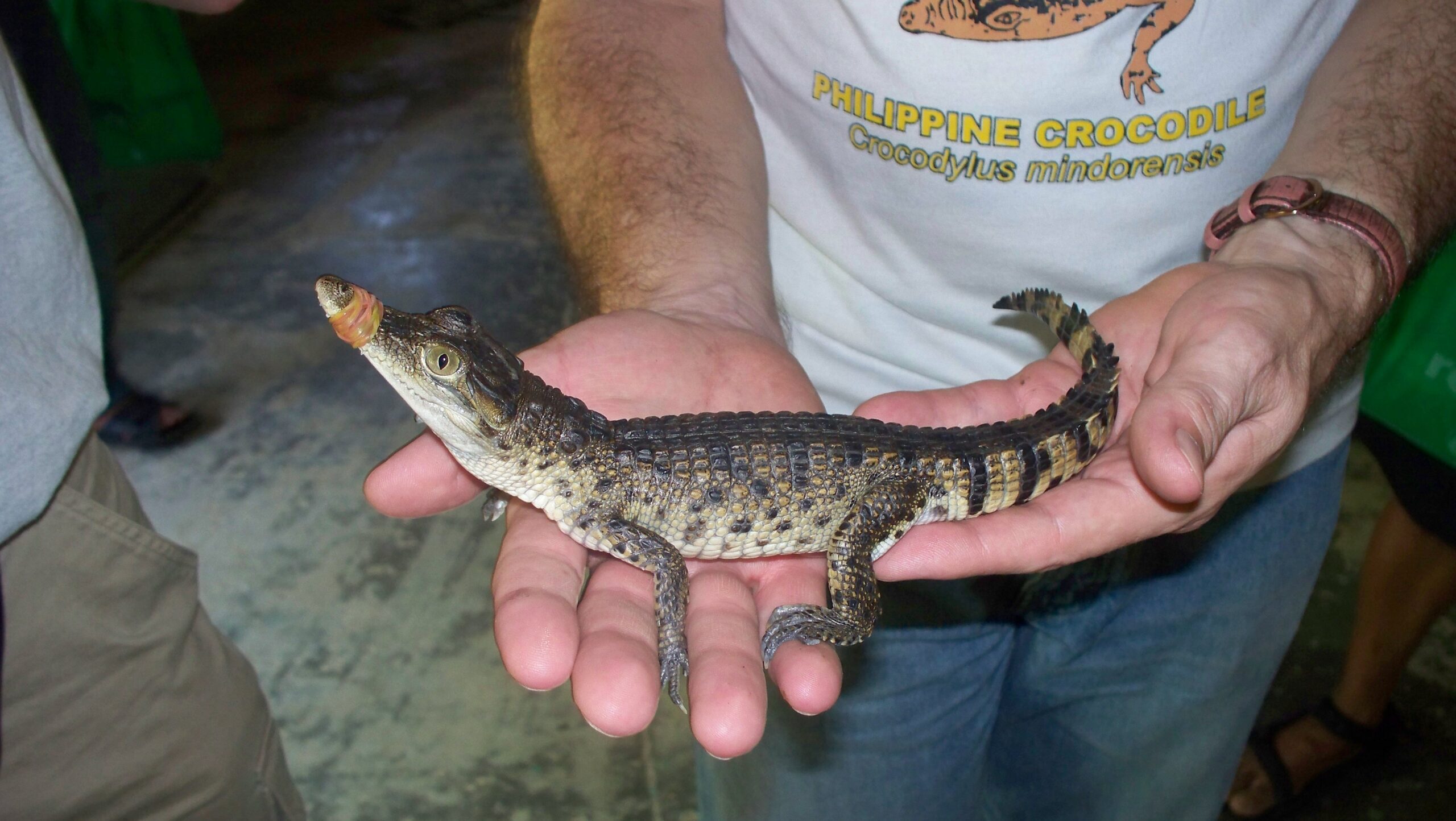Saving the Philippine Crocodile | Exotics Keeper Magazine