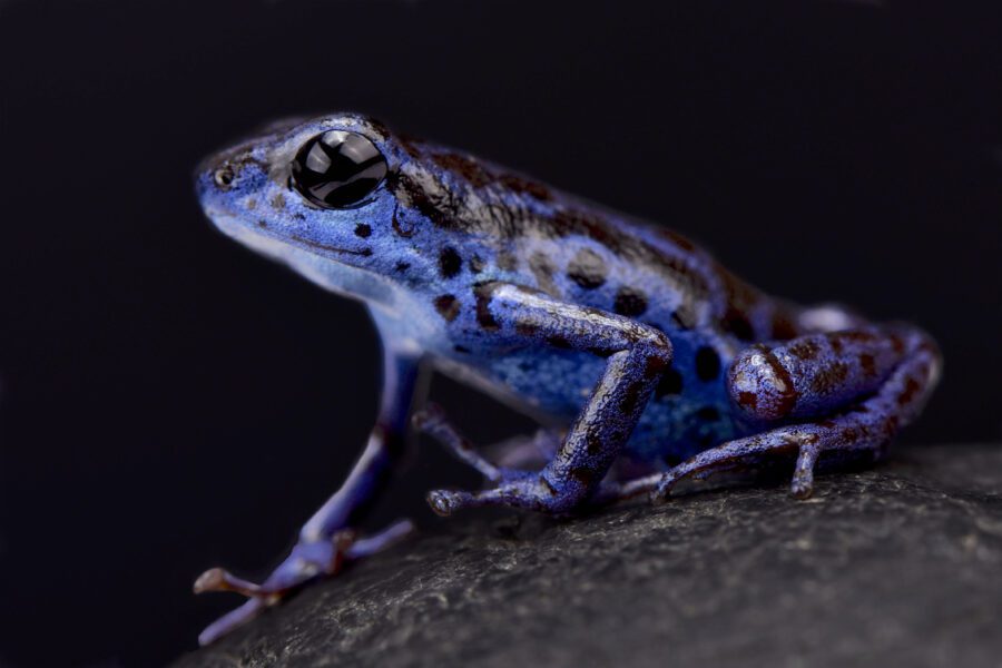 The Strawberry Poison Dart Frog of Bocas del Toro, Panama