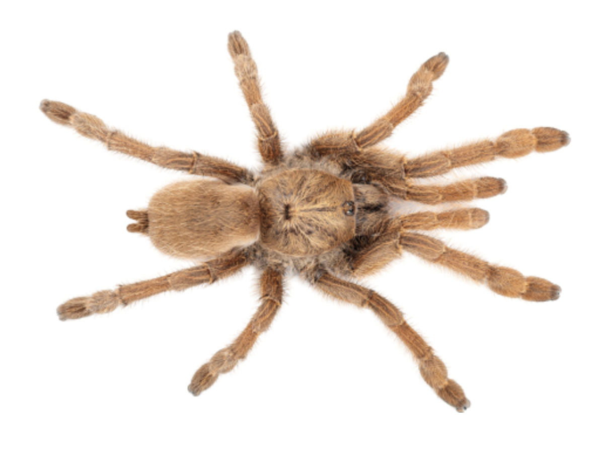 New Tarantula Genus Named After Its Large Genitals | EK Magazine