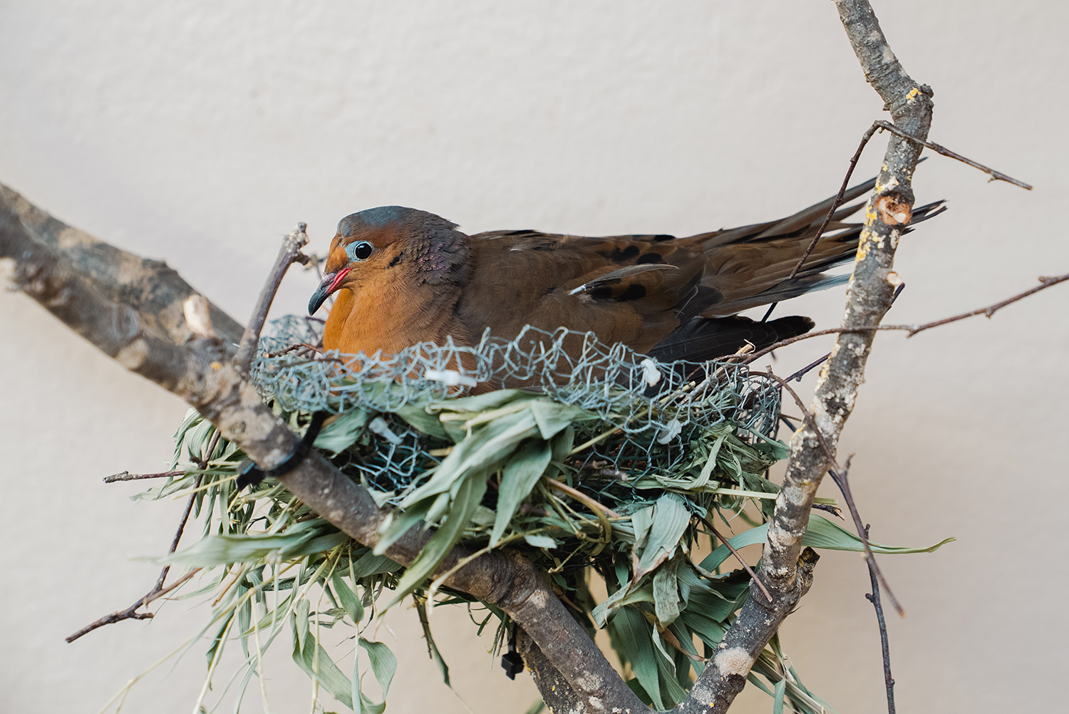 Eight "Extinct" Socorro Doves Hatch at Chester Zoo