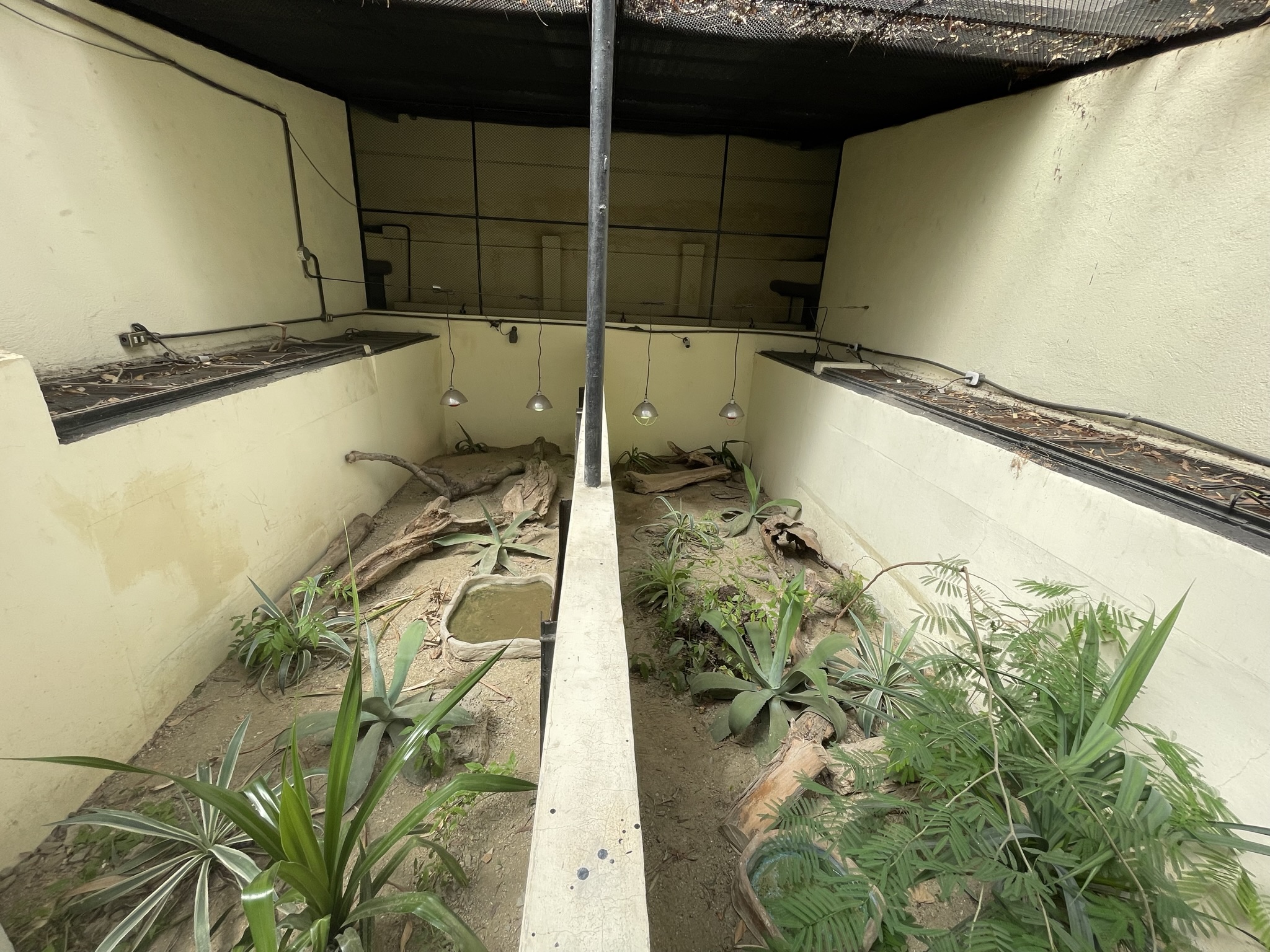 Conservation and Captive Breeding Guatemalan Beaded Lizards | Exotics ...