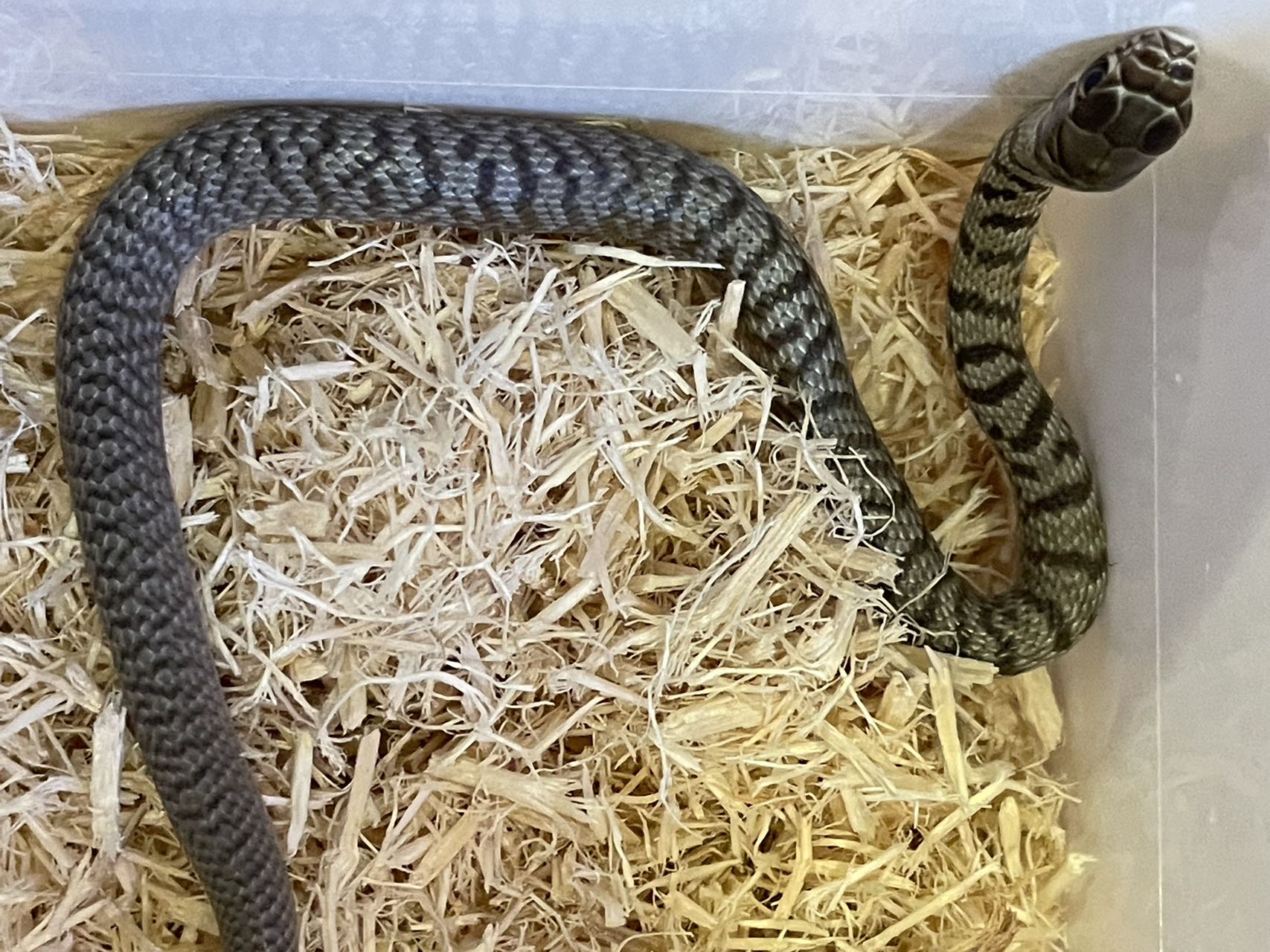 Captive Breeding and Husbandry of the Western Coachwhip