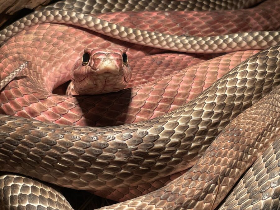 Captive Breeding and Husbandry of the Western Coachwhip