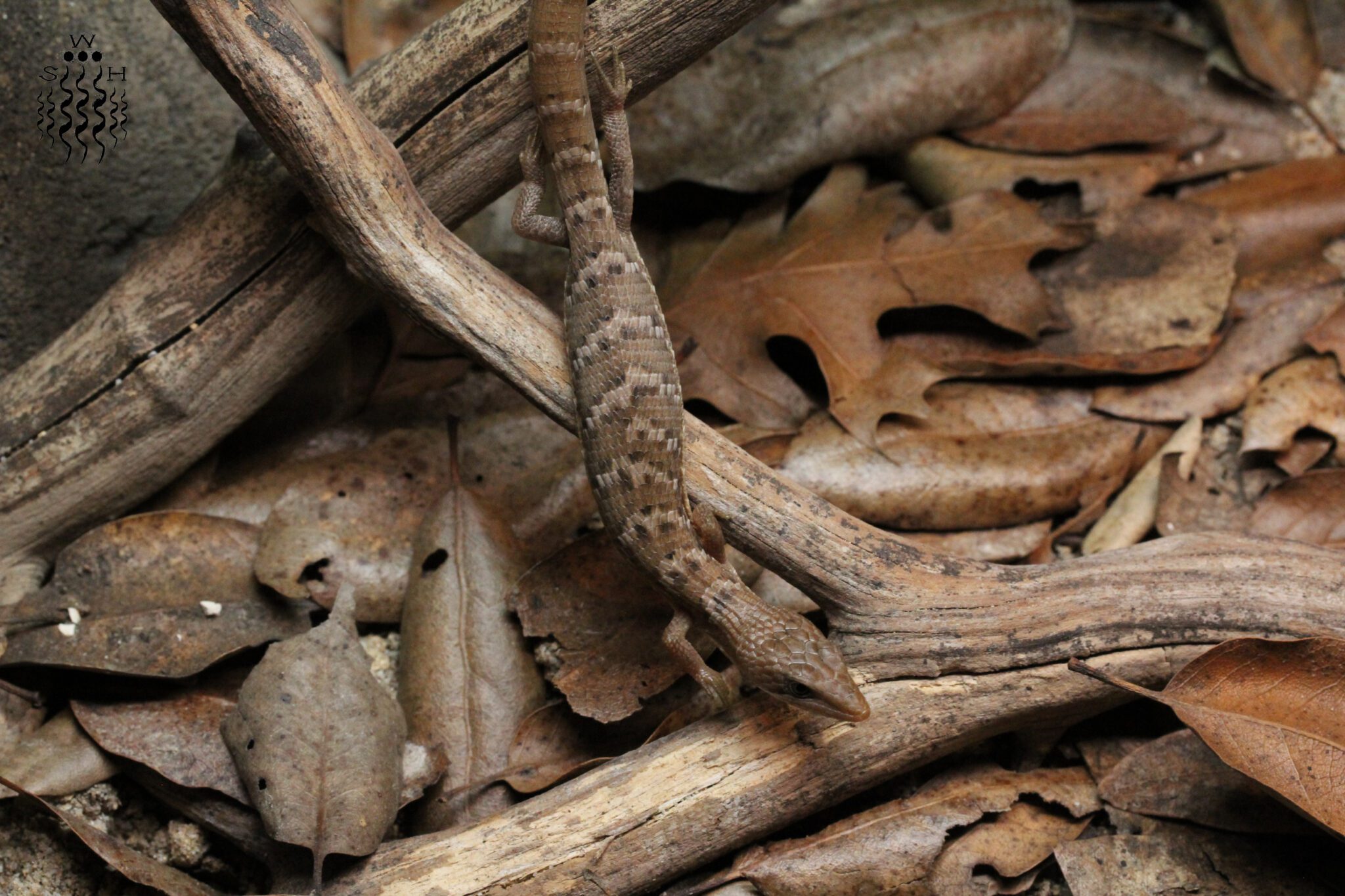 Captive Husbandry of Texas Alligator Lizards | EK Magazine