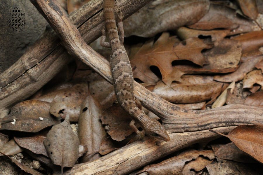 Captive Husbandry of Texas Alligator Lizards | EK Magazine