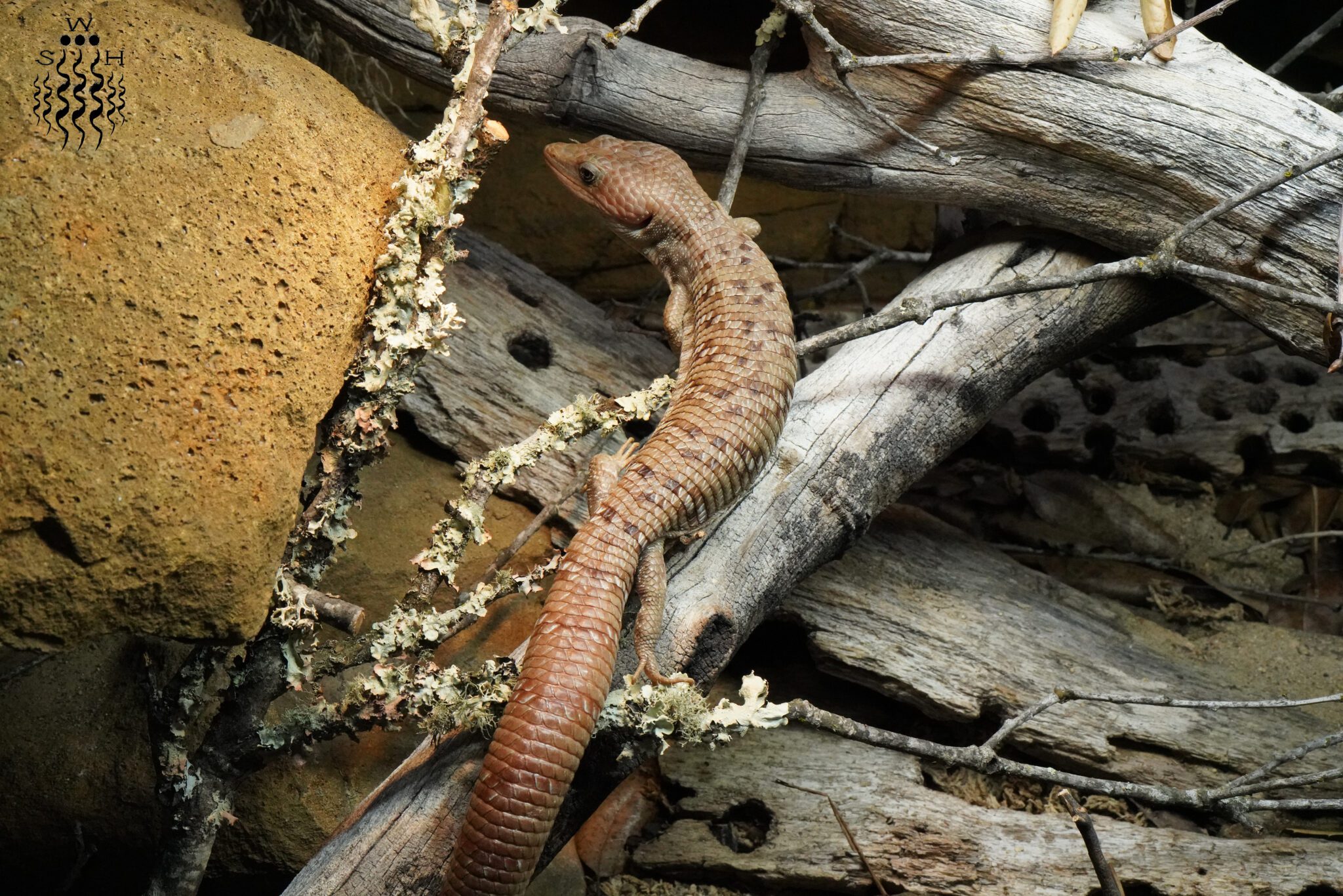 Captive Husbandry of Texas Alligator Lizards | EK Magazine