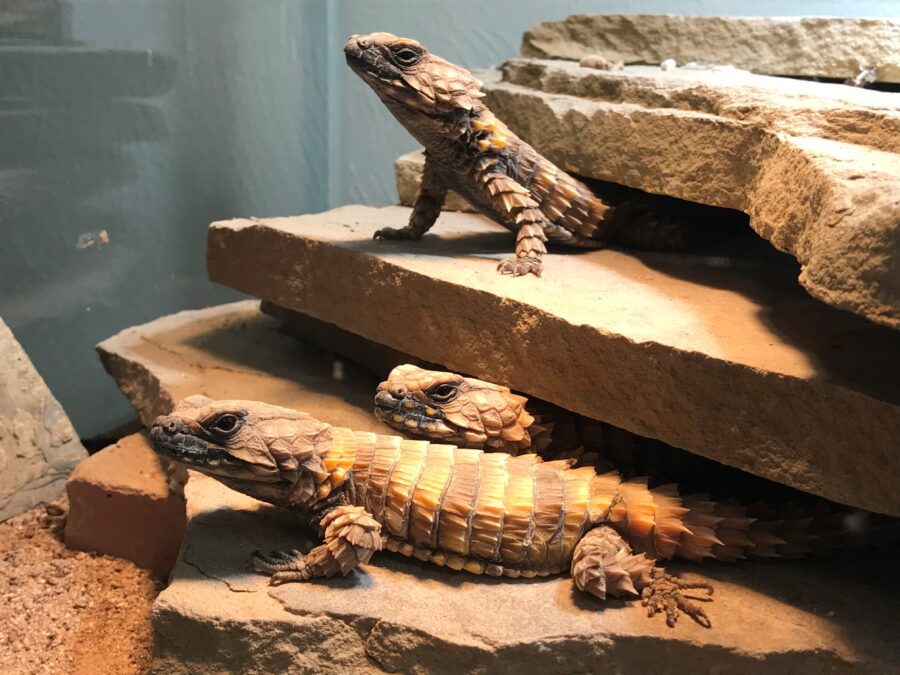 Captive Breeding and Husbandry of the Armadillo Girdled Lizard ...
