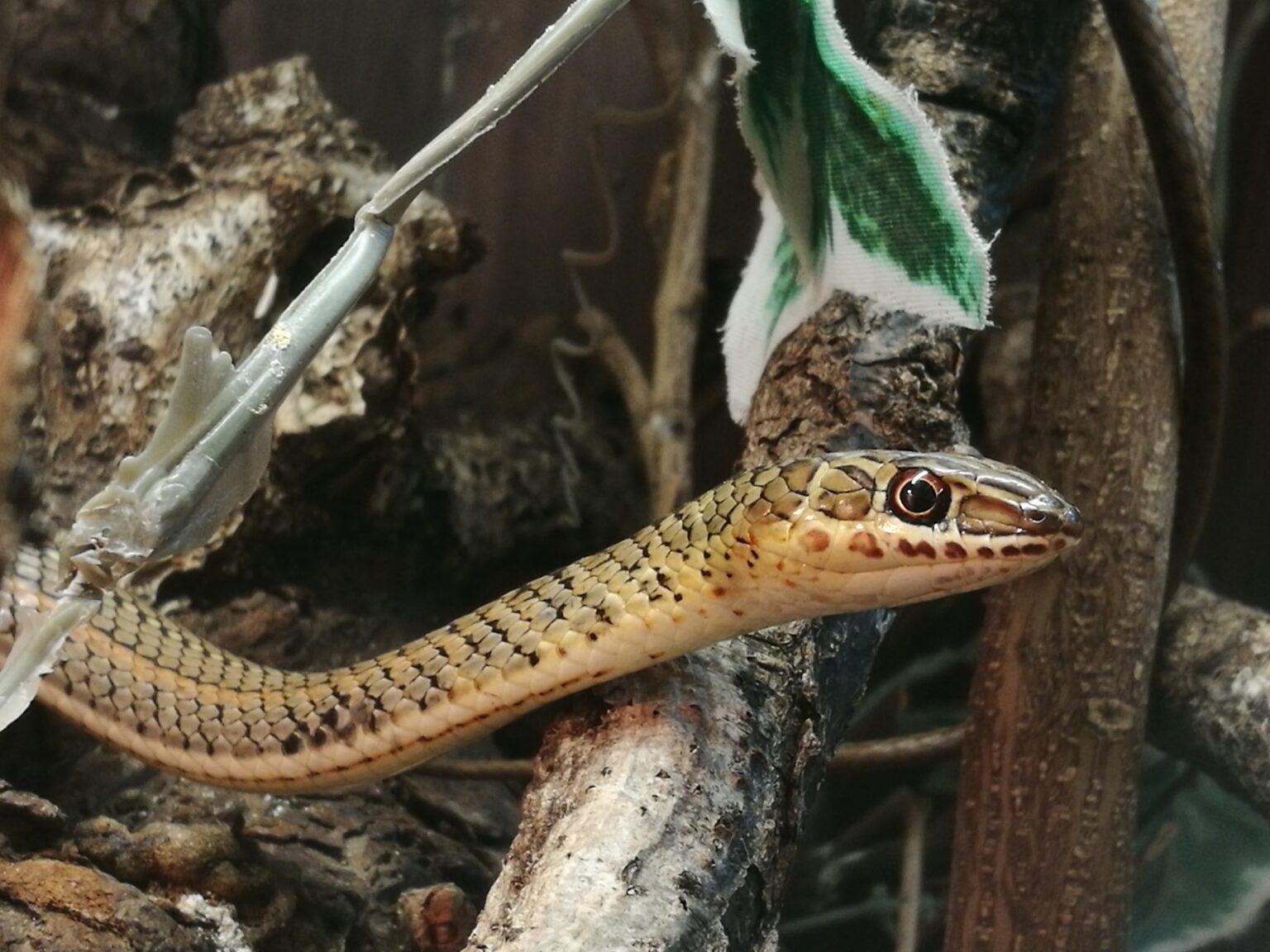 Captive Breeding and Husbandry of Hissing Sand Snakes