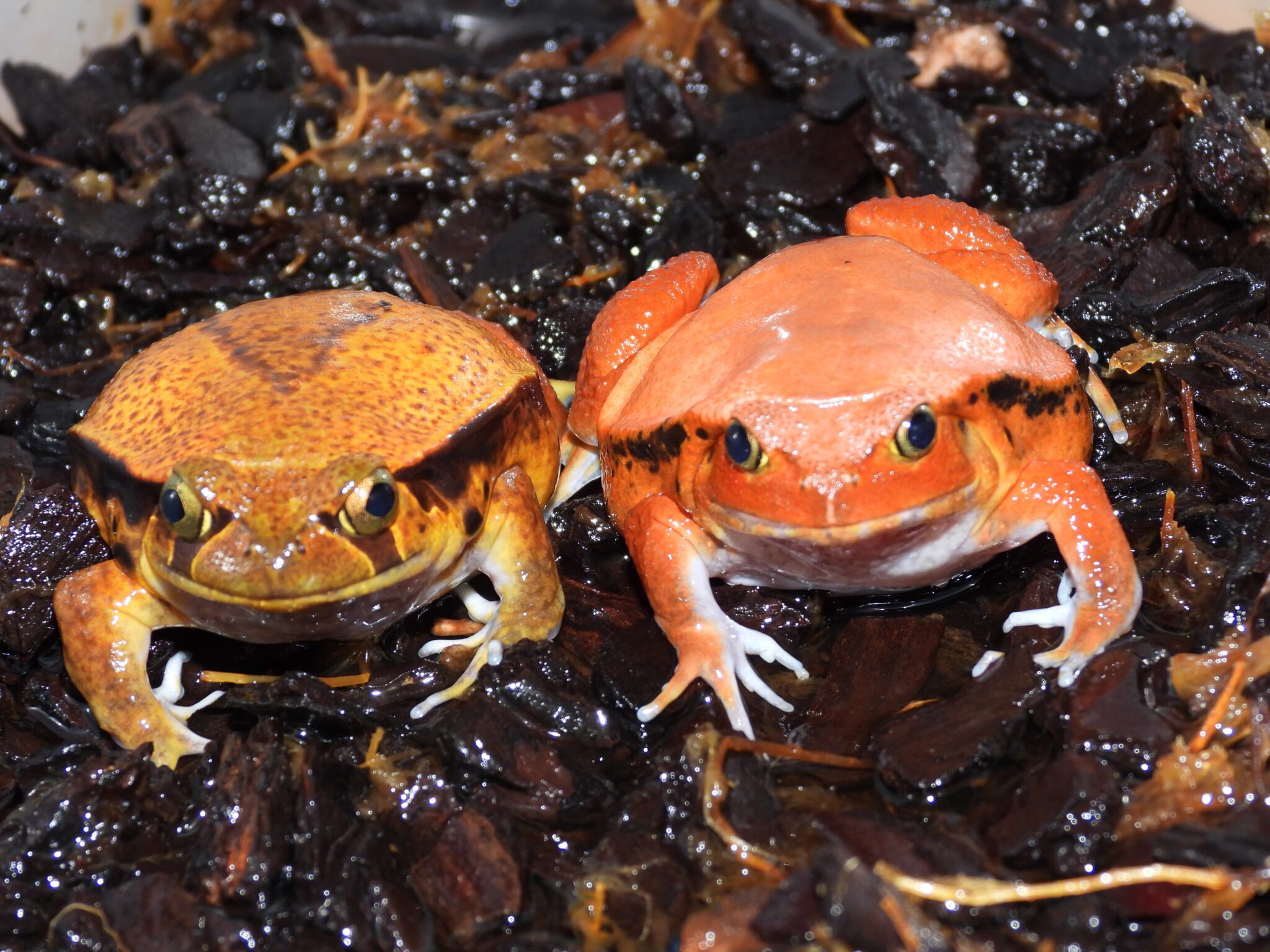 Captive Breeding Tomato Frogs (Dyscophus sp.) | Exotics Keeper Magazine