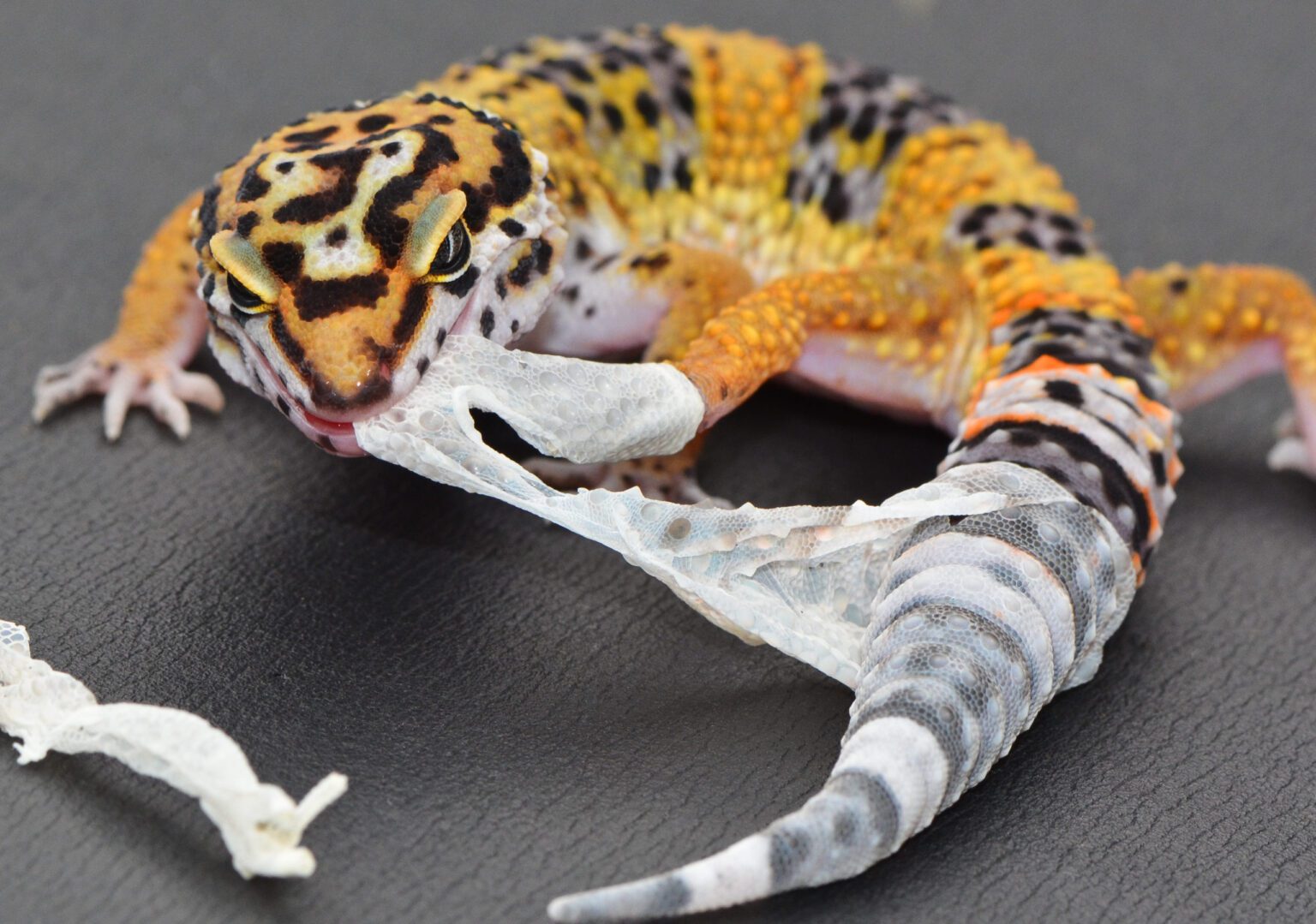 Leopard Gecko Care Guide | Exotics Keeper Magazine