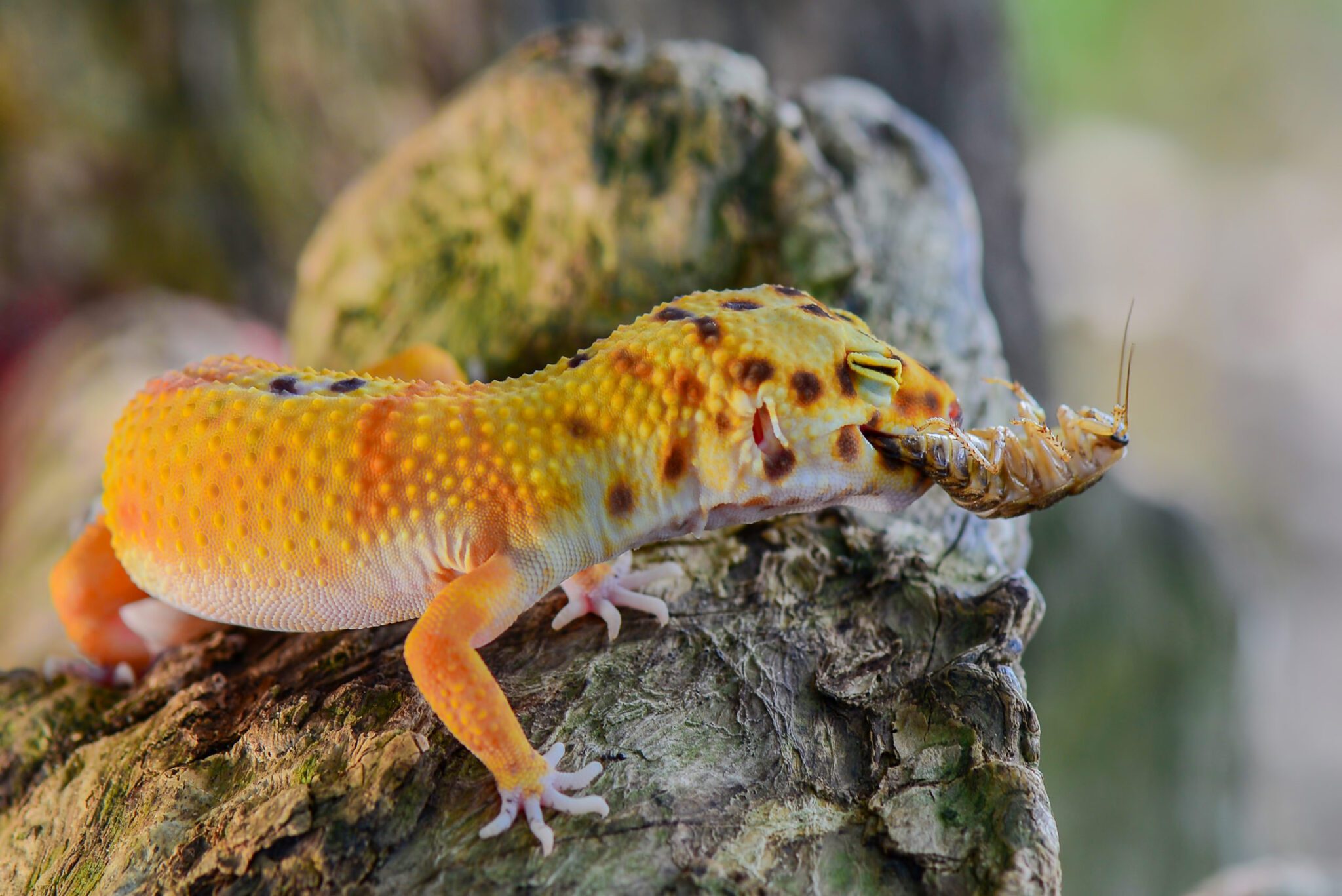 Leopard Gecko Care Guide | Exotics Keeper Magazine