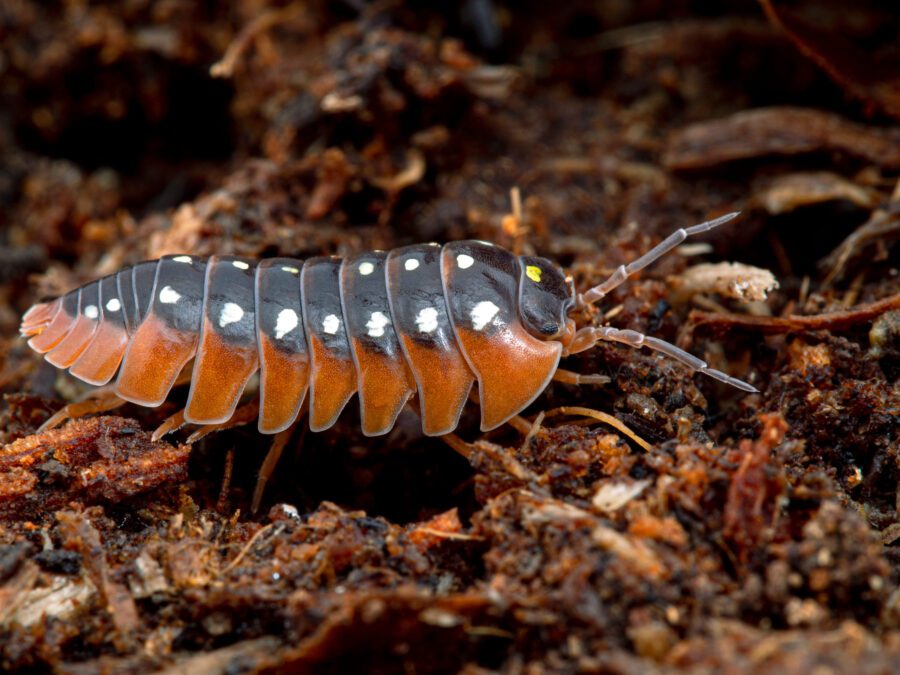 Choosing the Right Isopods for Your Bioactive Setup | Exotics Keeper ...