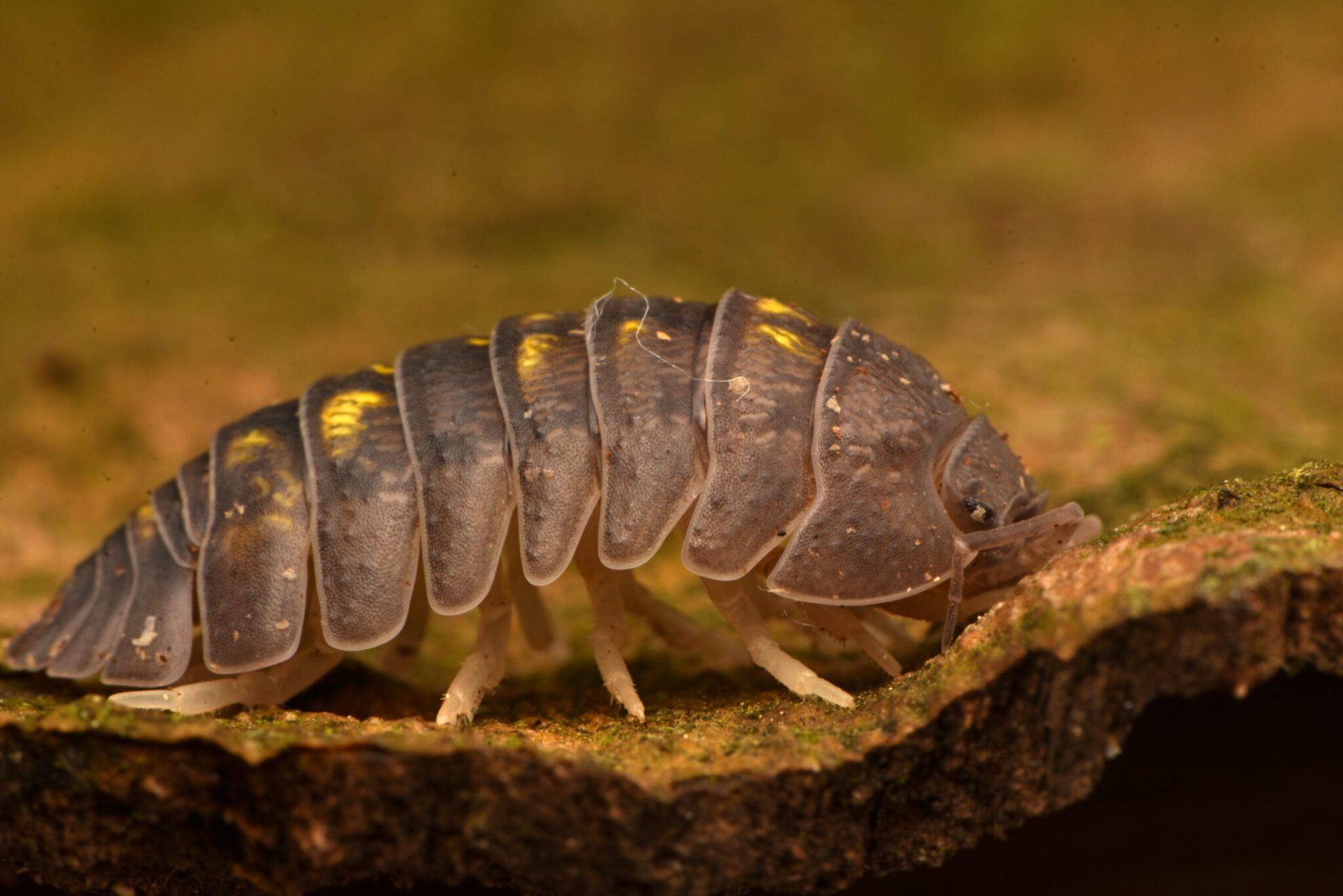 Choosing the Right Isopods for Your Bioactive Setup | Exotics Keeper ...