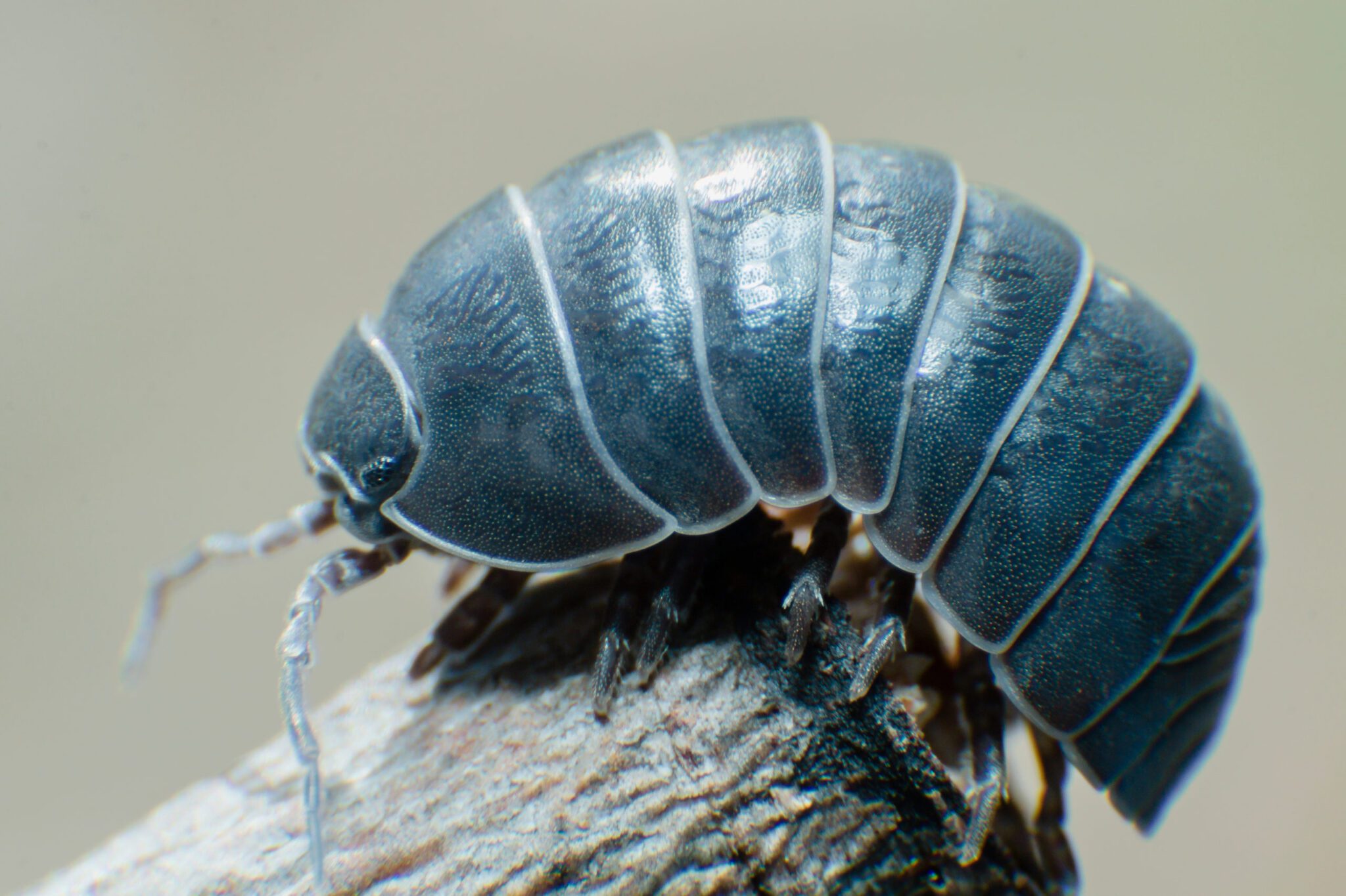 Choosing the Right Isopods for Your Bioactive Setup | Exotics Keeper ...