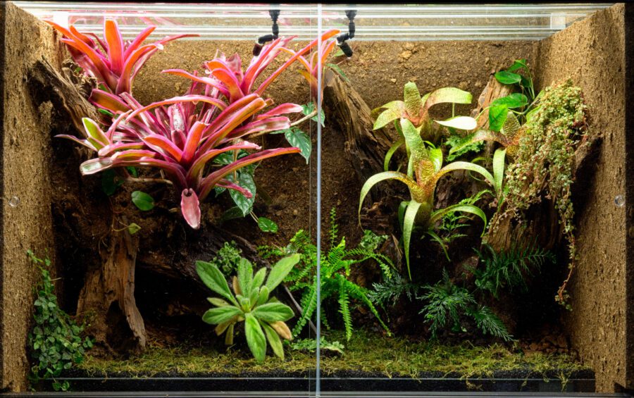 Enrichment for Reptiles and Amphibians | Exotics Keeper Magazine