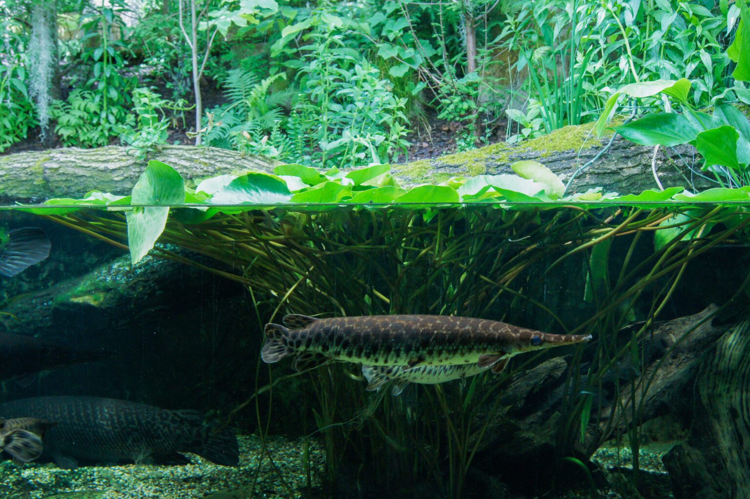 Embrace Nature With A Bioactive Paludarium | Exotics Keeper Magazine