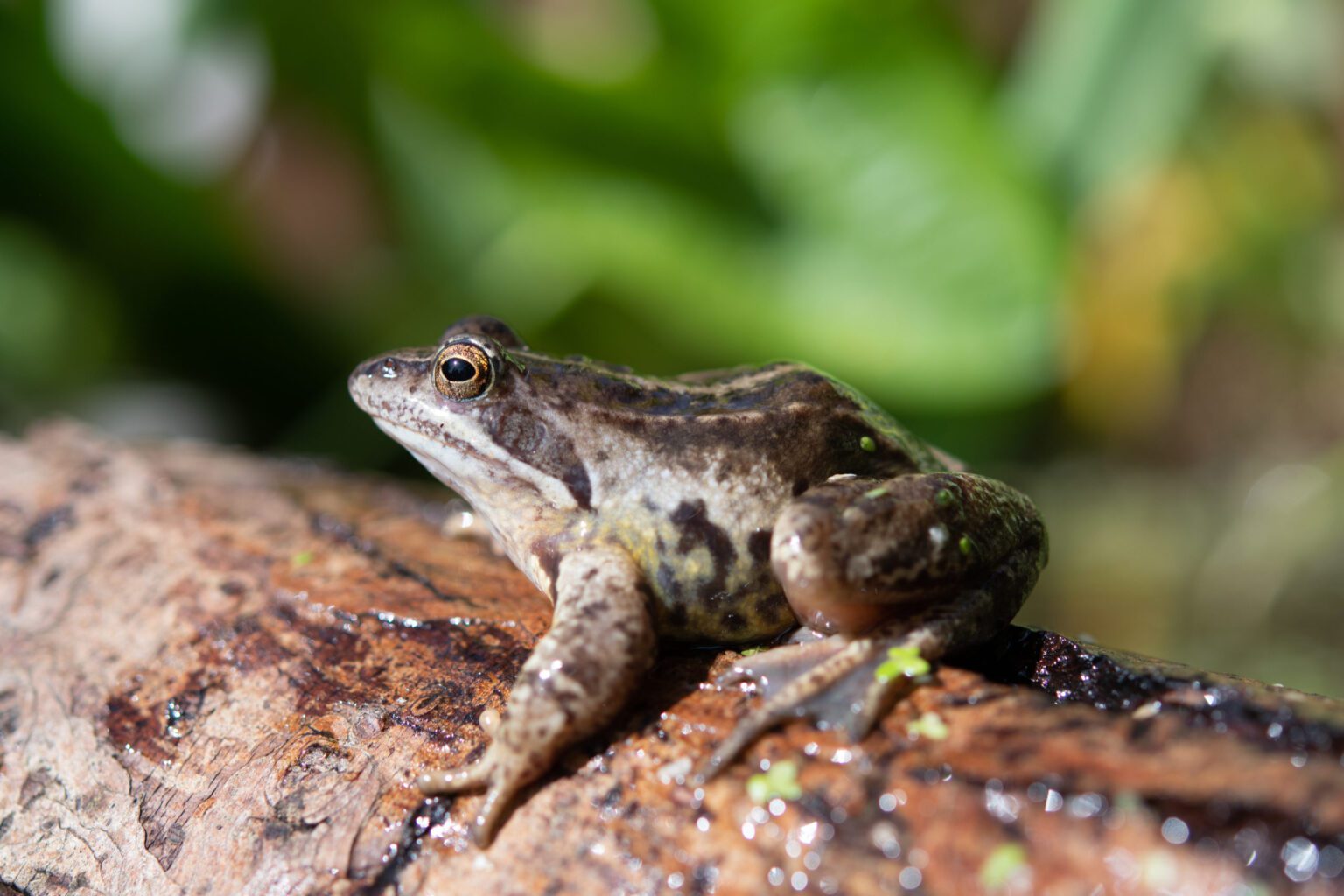 Celtic Reptile & Amphibian | Exotics Keeper Magazine