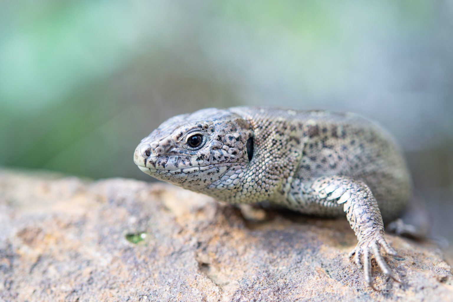 Celtic Reptile & Amphibian | Exotics Keeper Magazine