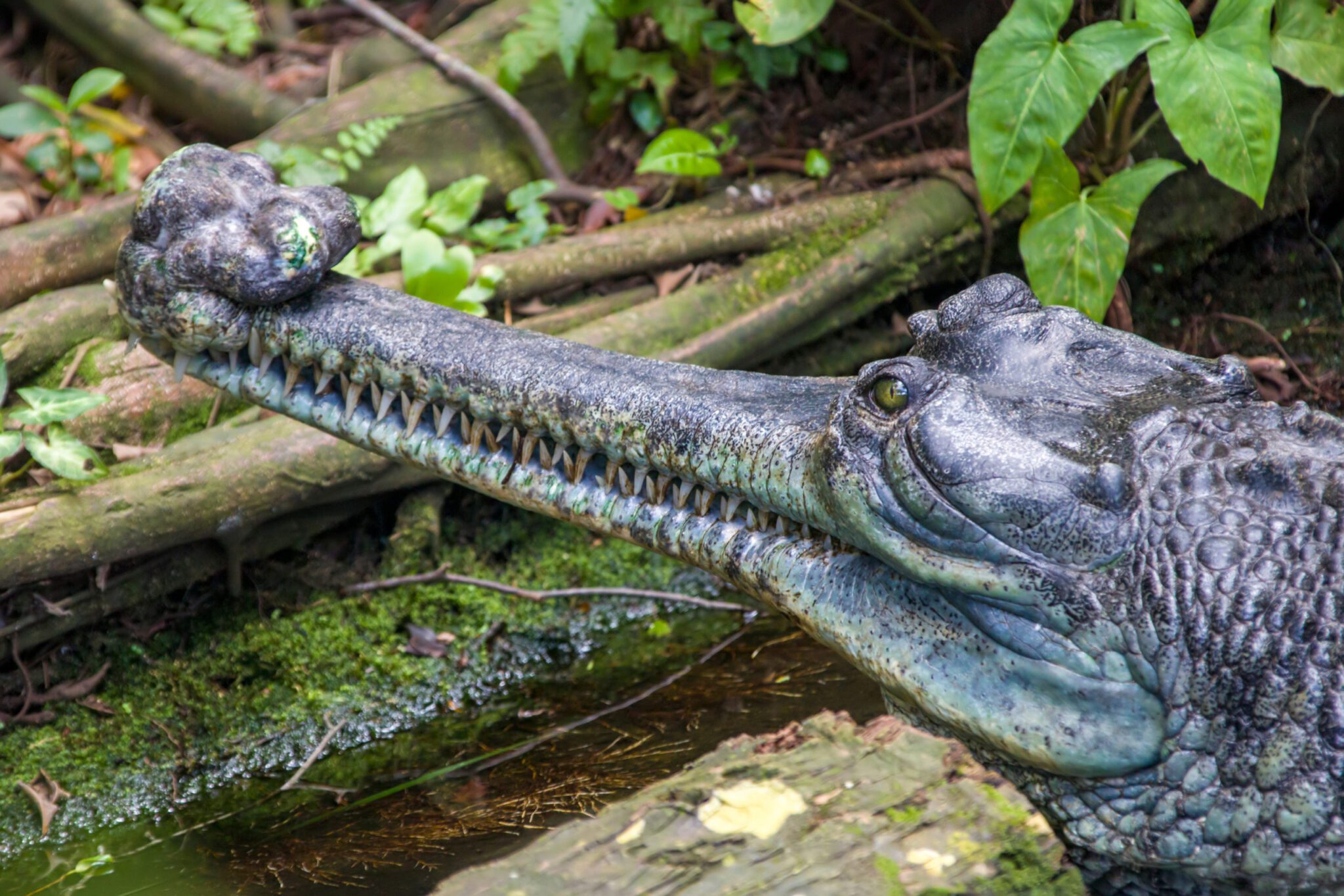 Weird & Wonderful Vol 10: False gharial [Tomistoma schlegelii] | Exotics Keeper Magazine