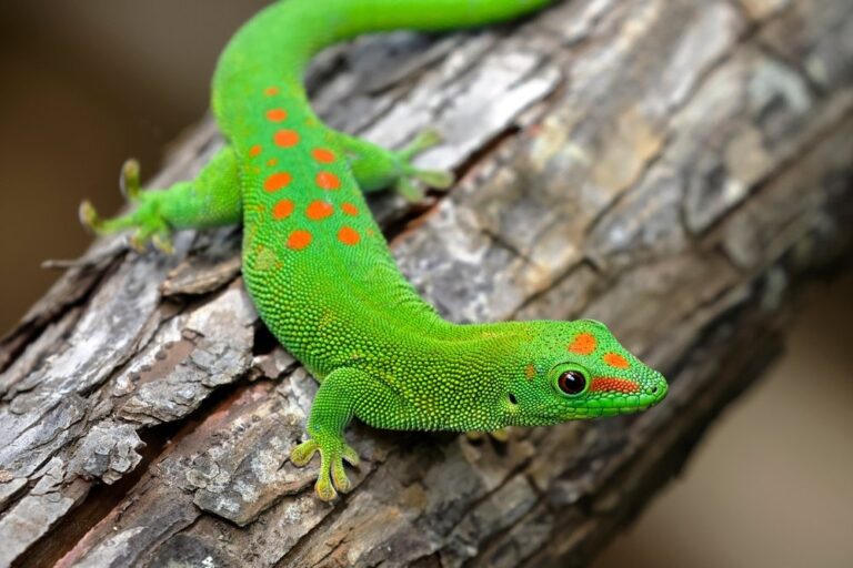 The Care and Keeping of Day Geckos | Exotics Keeper Magazine